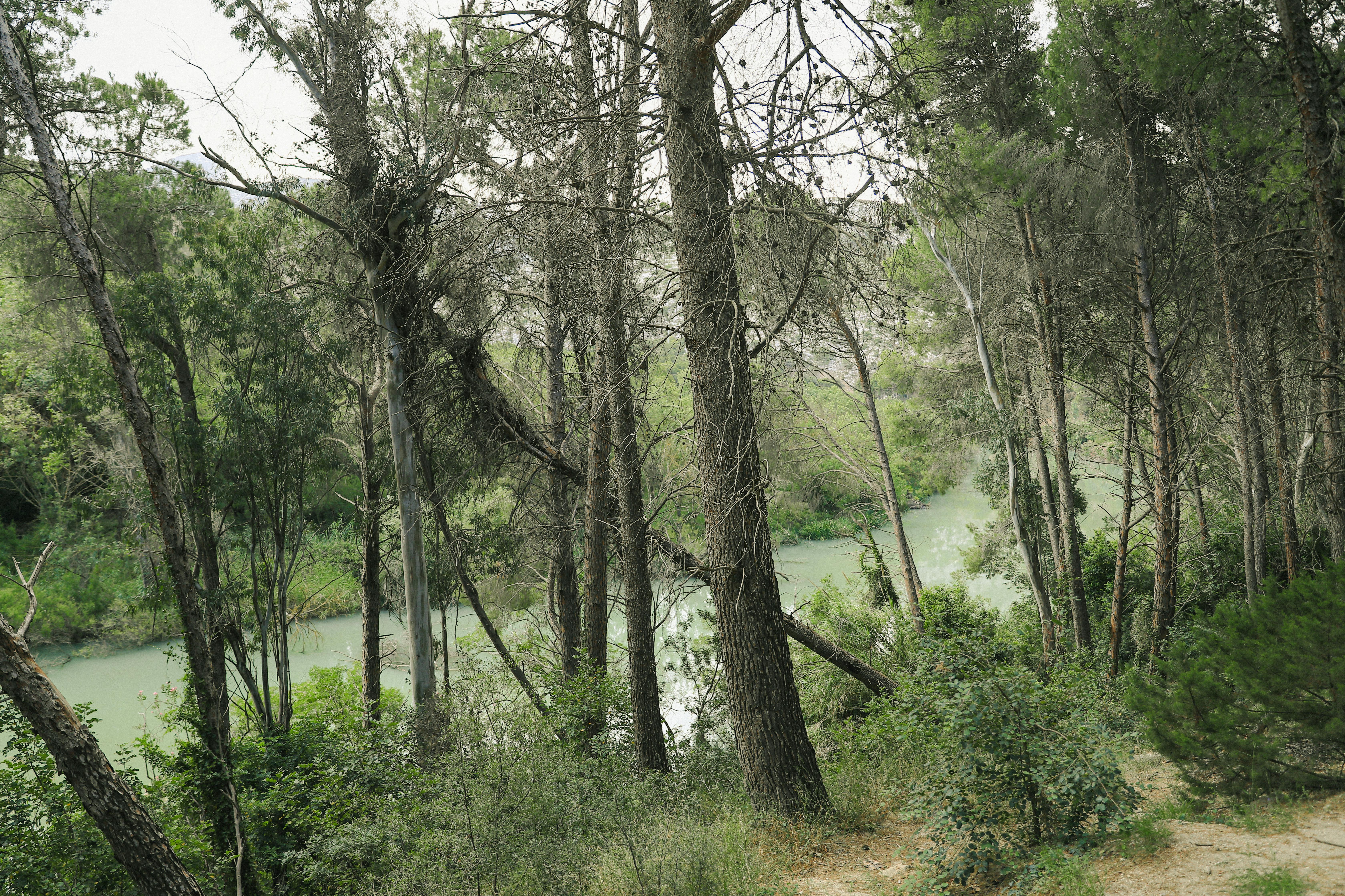 Conifer Trees Growing on a River Bank, Caminito del Rey, Spain · Free ...