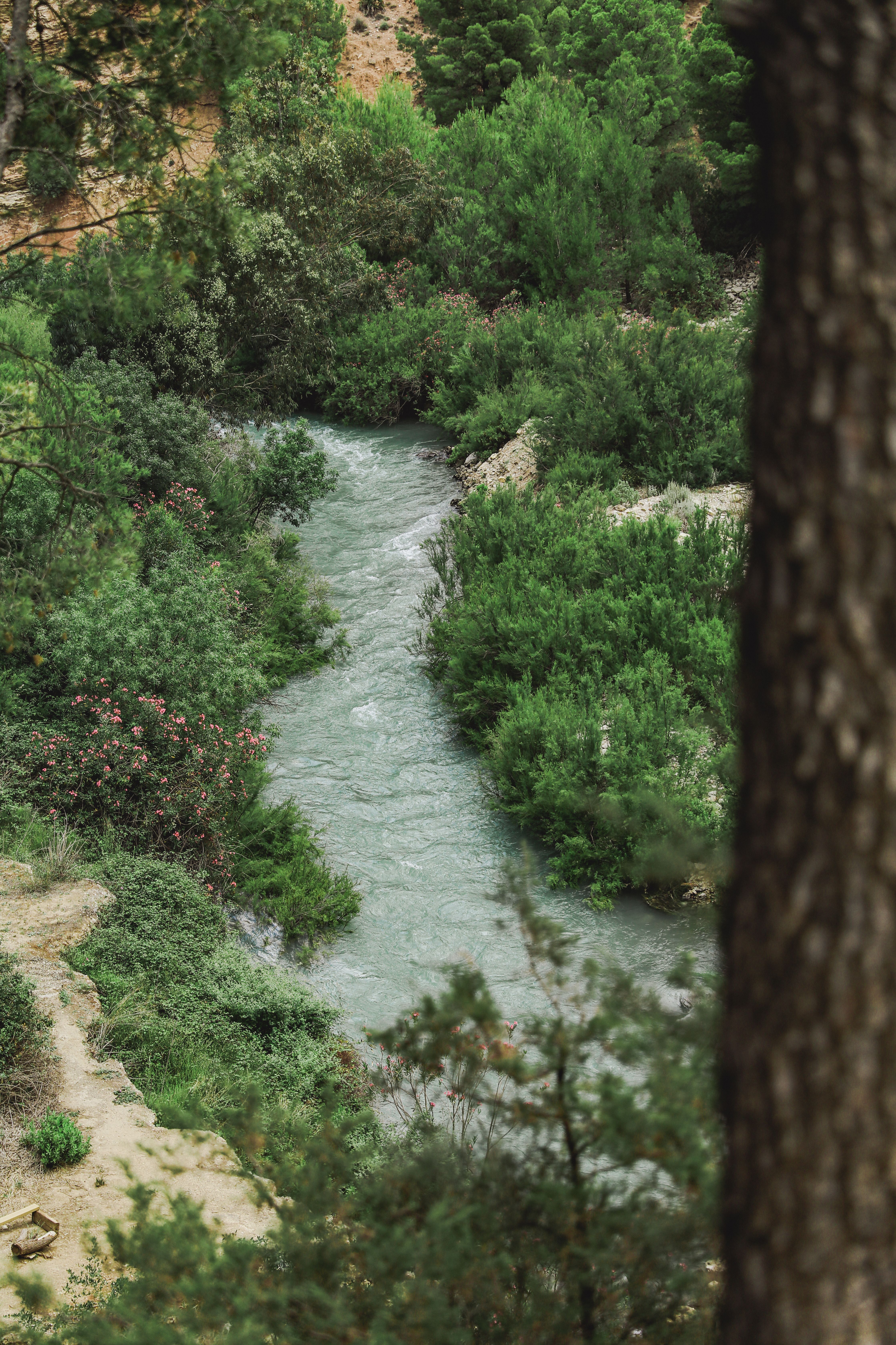 Stream Among Bushes in Spain · Free Stock Photo