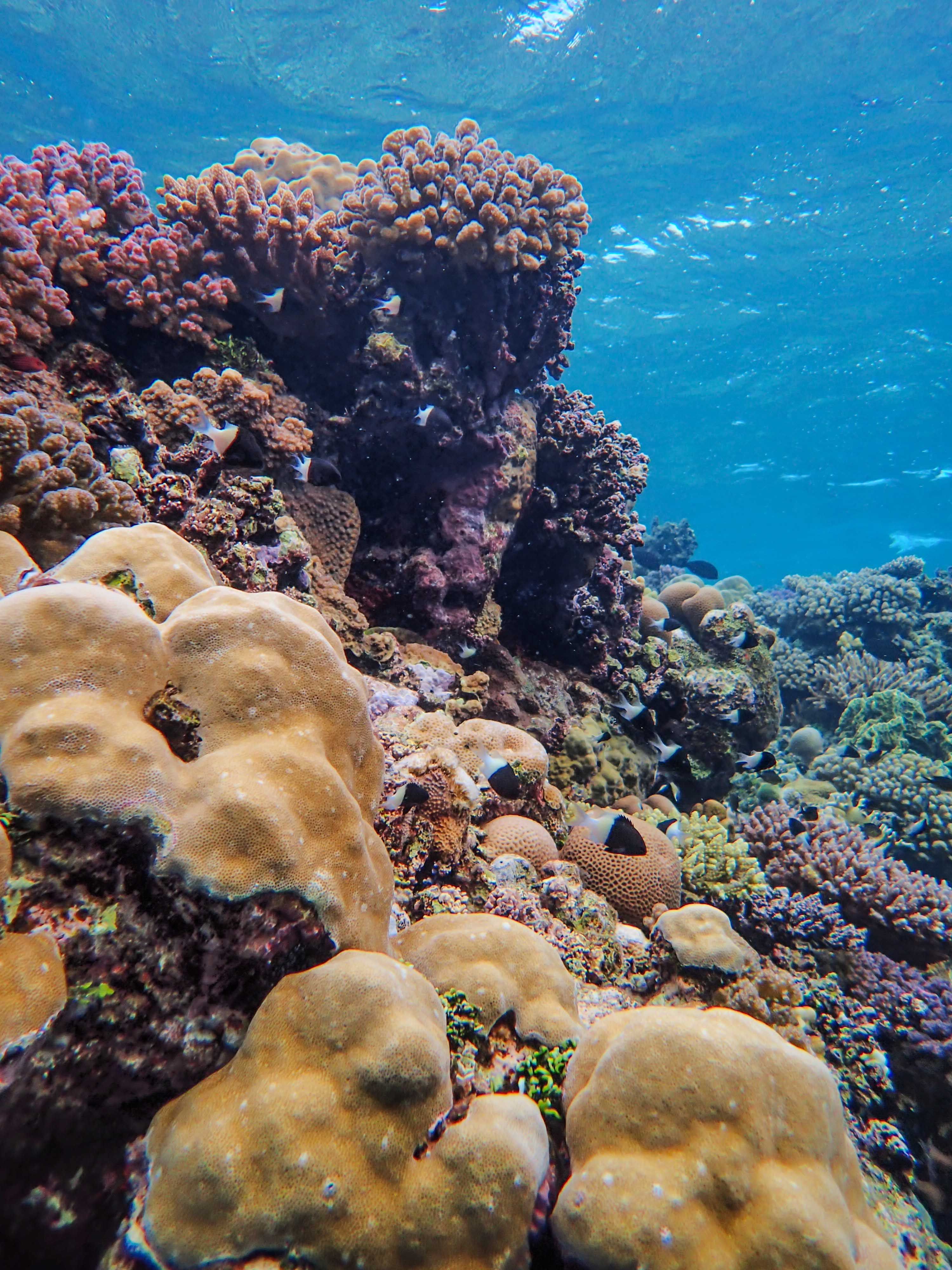 Coral reef on sea bottom · Free Stock Photo