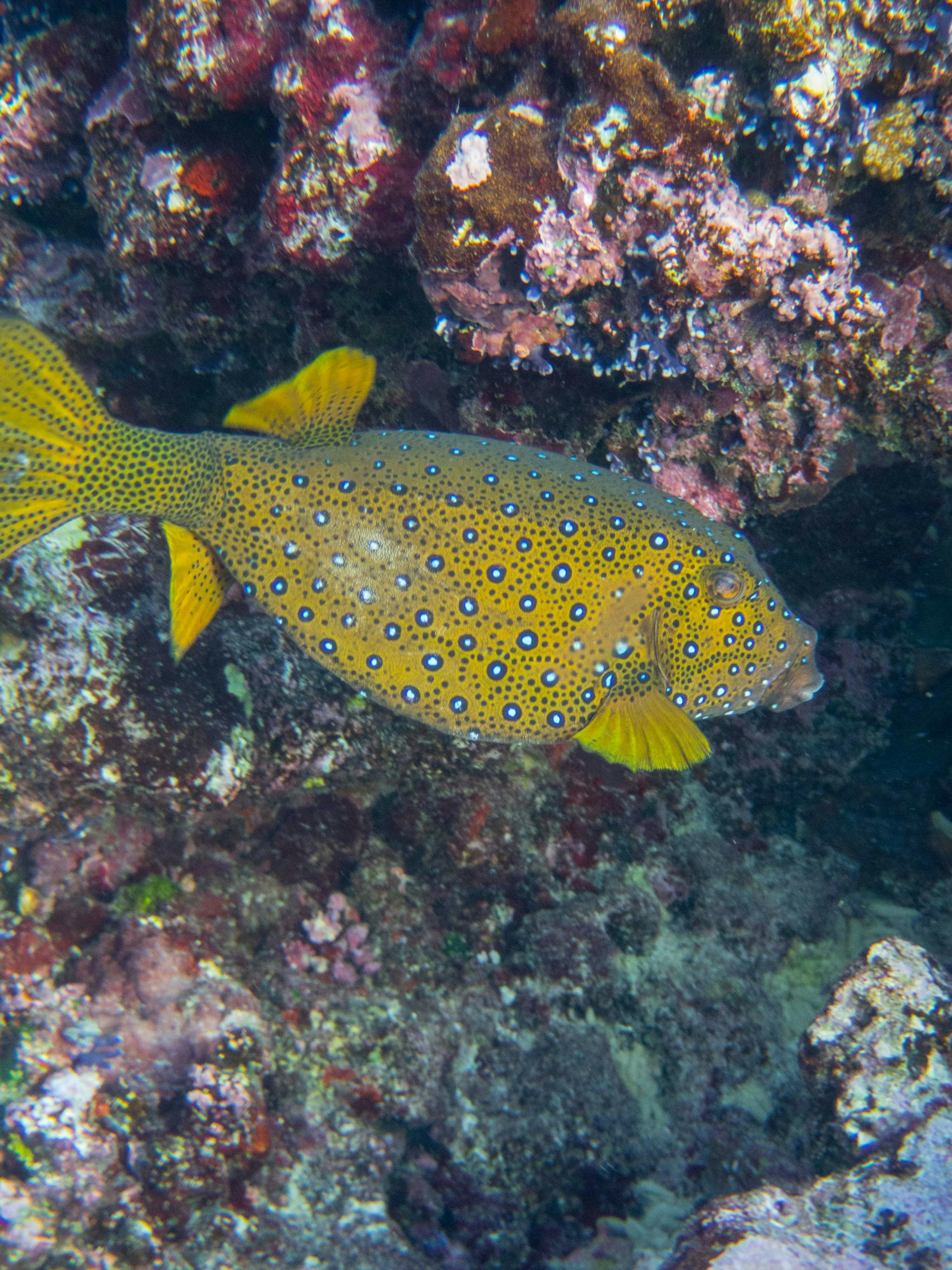 Spotted Boxfish Photos, Download The BEST Free Spotted Boxfish Stock ...