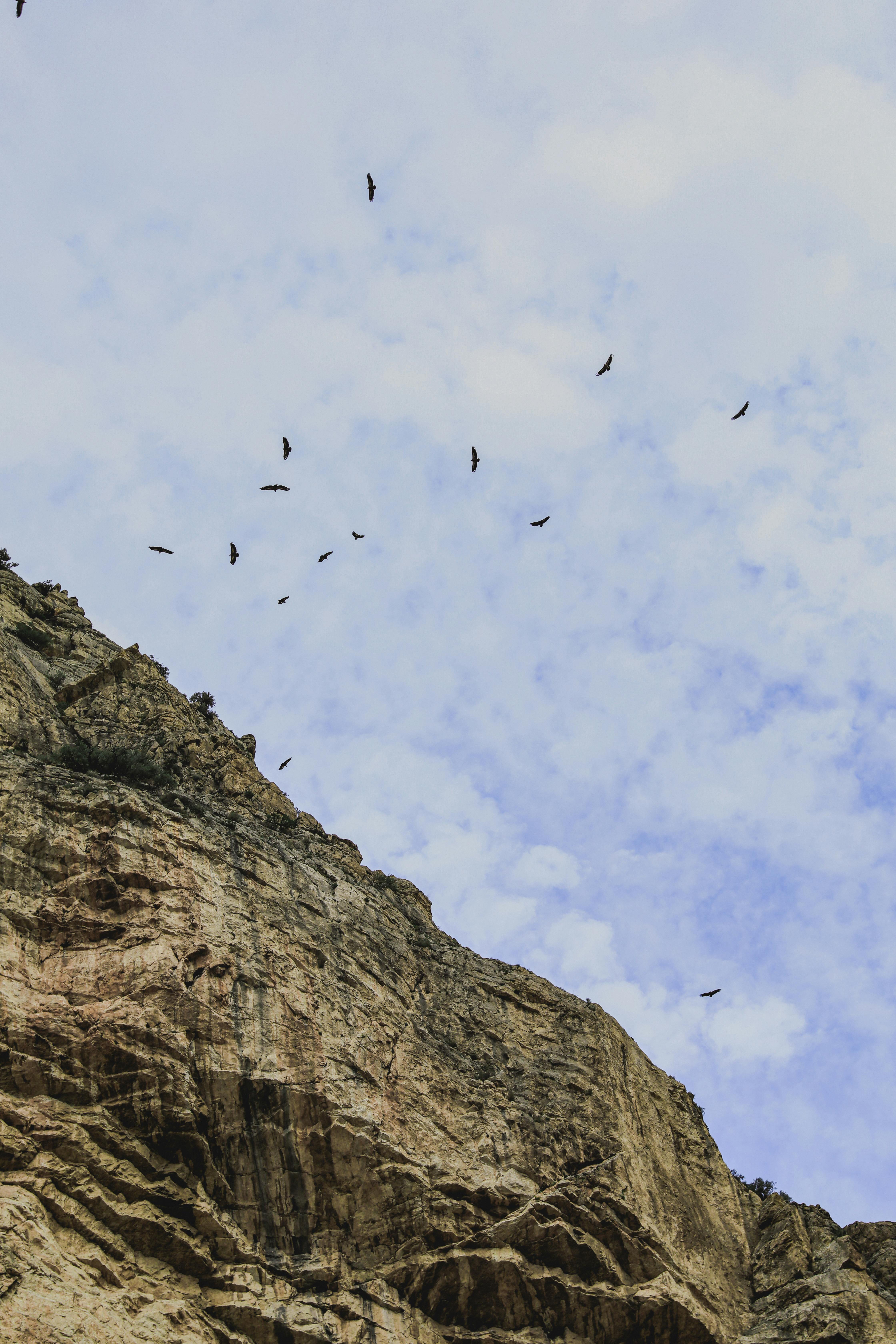 Birds Flying Above Rocky Cliff · Free Stock Photo