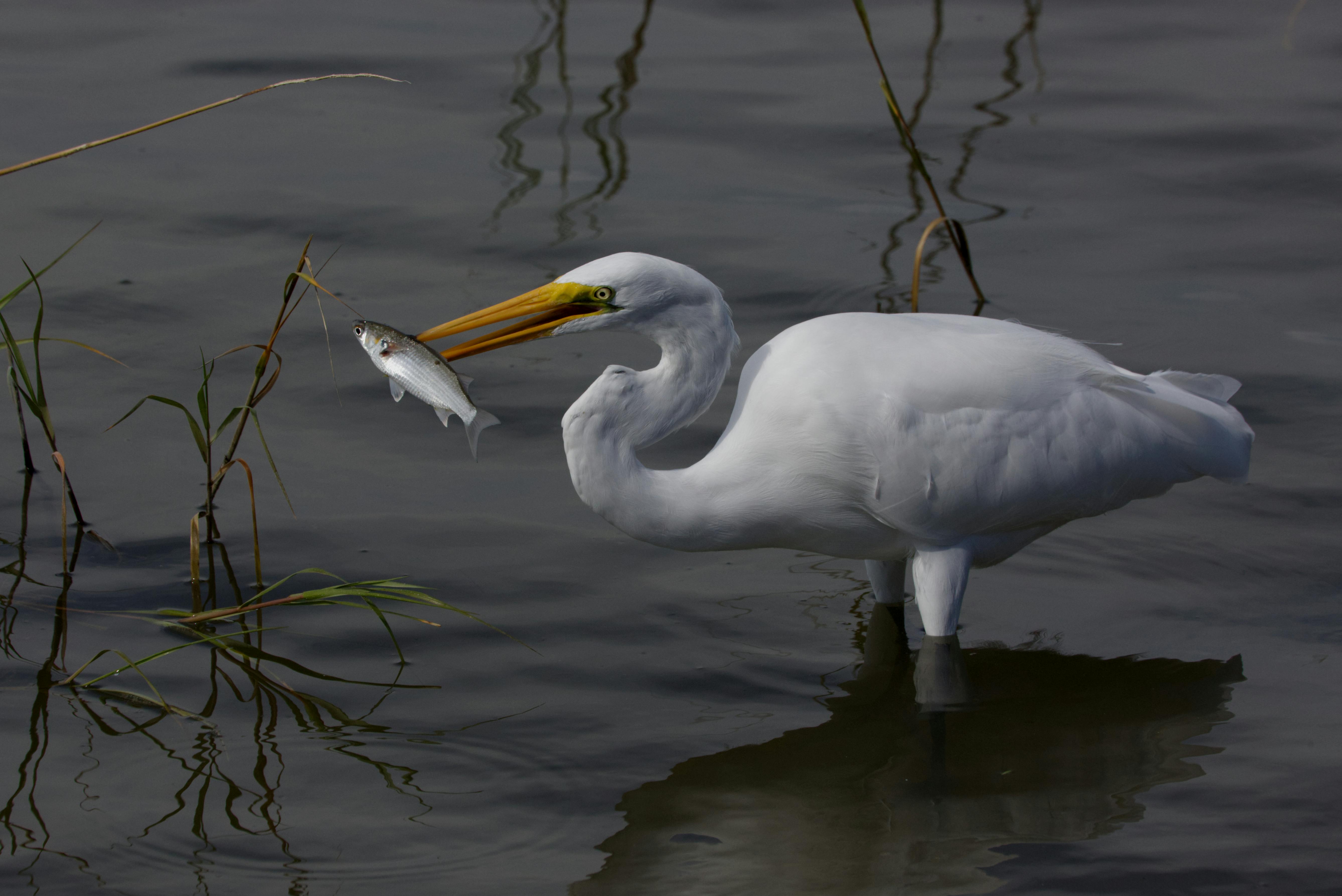 Pompano Fish Photos, Download The BEST Free Pompano Fish Stock Photos ...