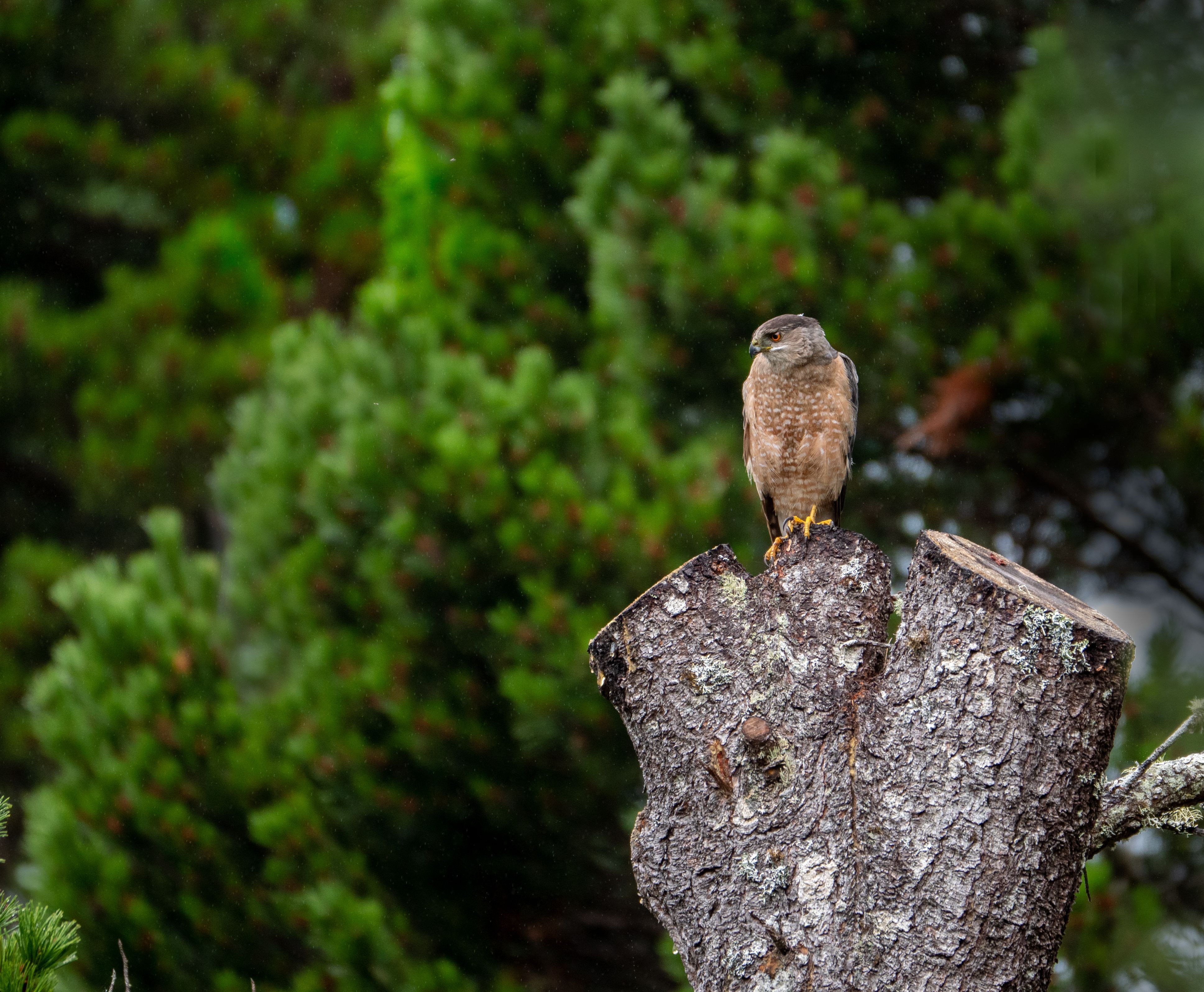 Brown Bird Flying in the Sky · Free Stock Photo