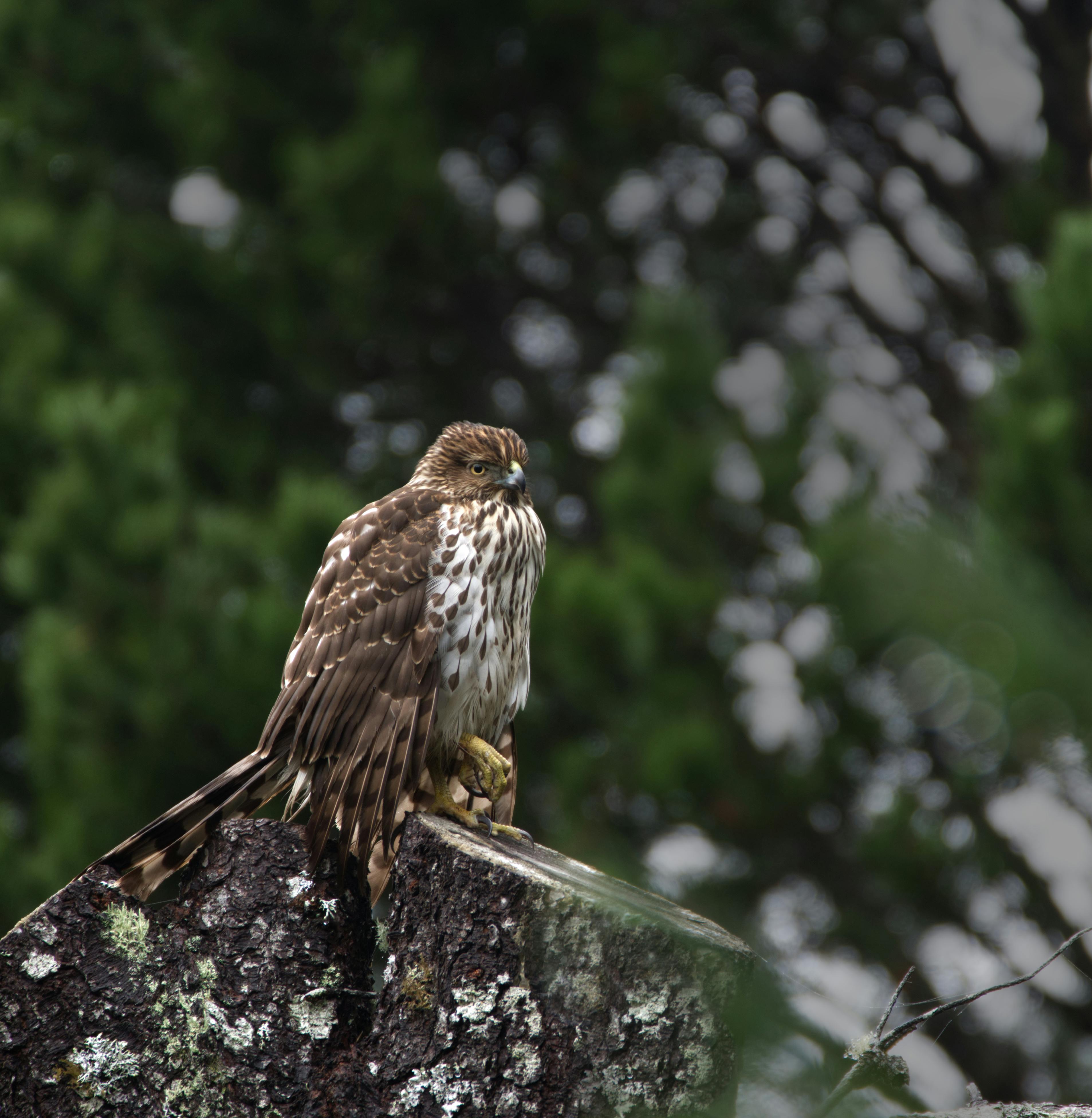 Cooper Bird Photos, Download The BEST Free Cooper Bird Stock Photos ...