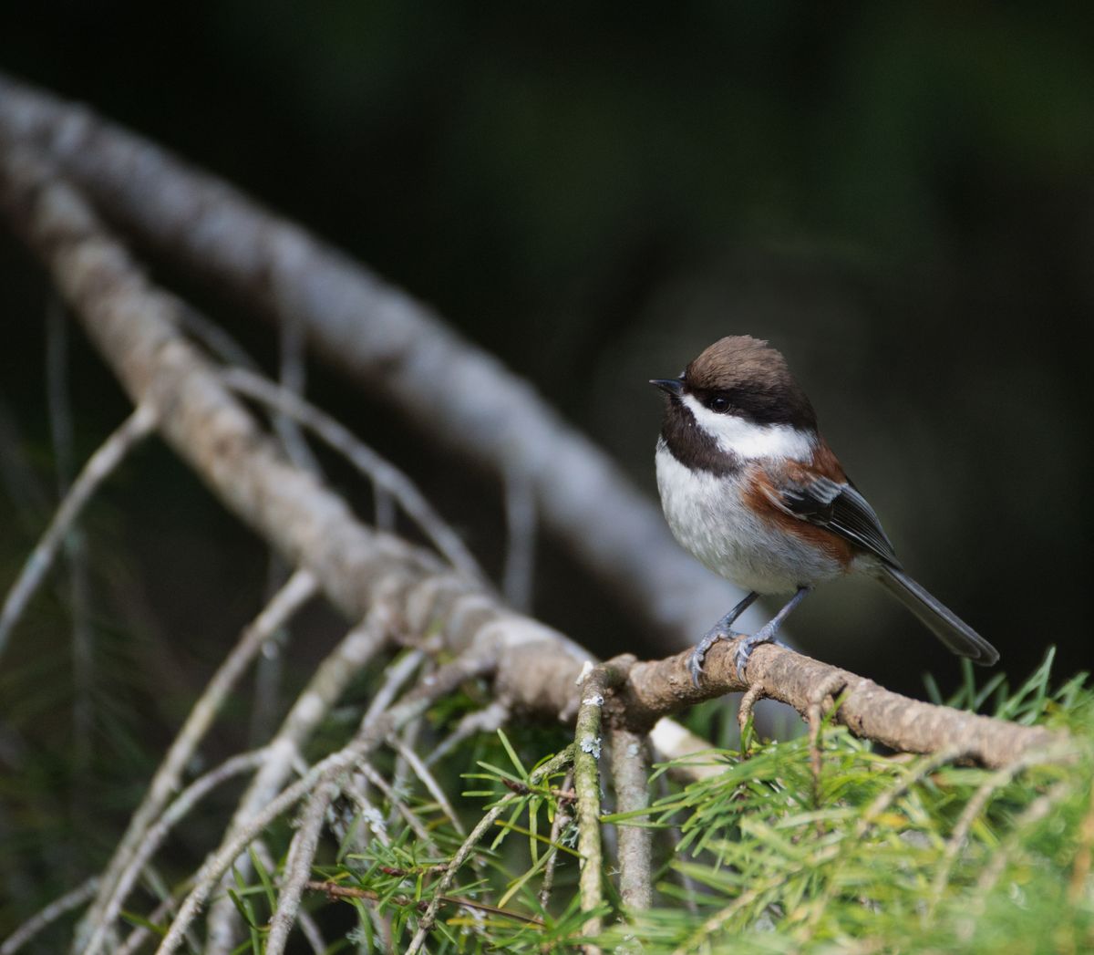Pakistani Sparrow Photos, Download The BEST Free Pakistani Sparrow ...