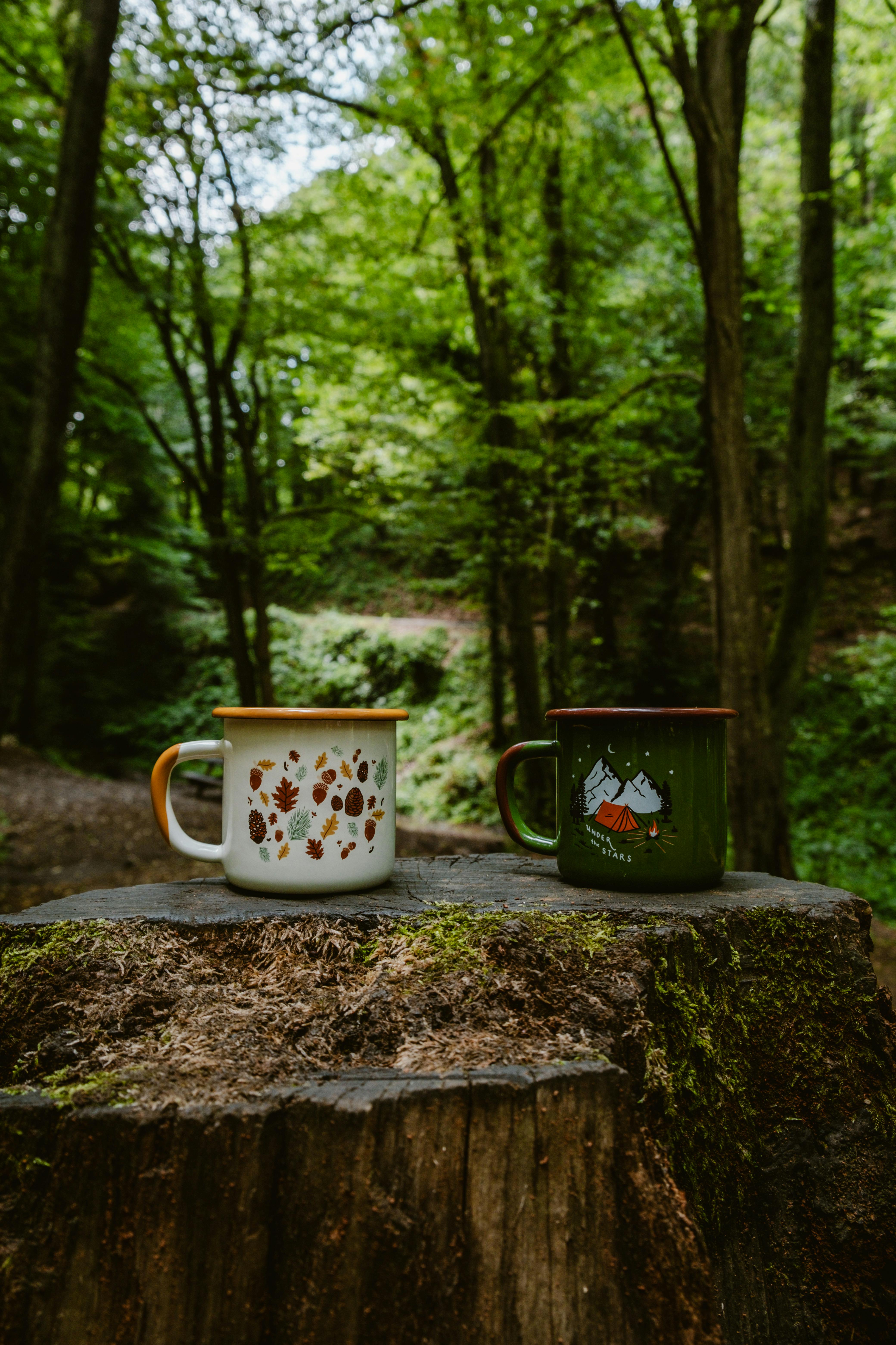 Cups on Tree Trunk in Forest · Free Stock Photo