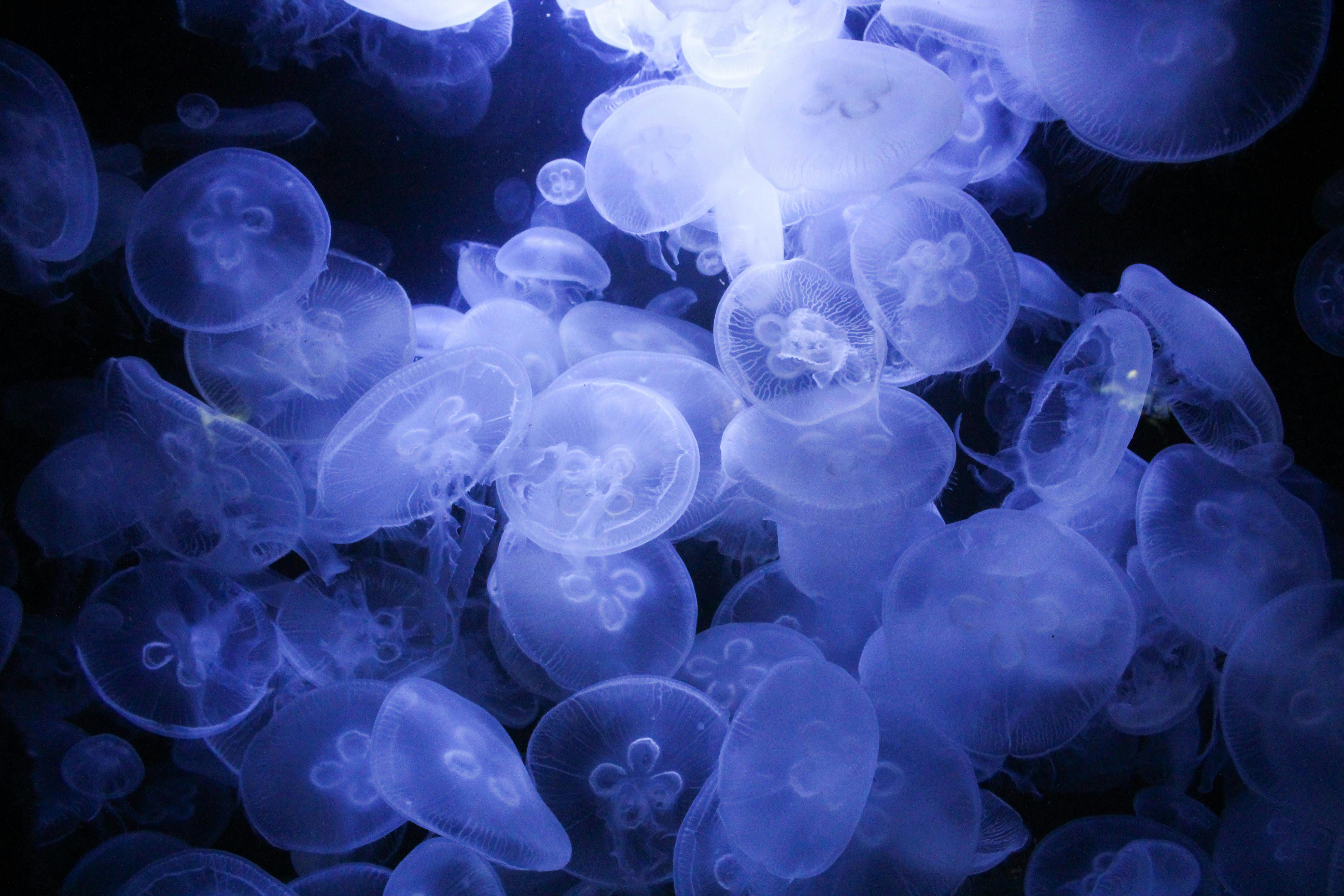 Foto de stock gratuita sobre abstracto, azul, bajo el agua, brillante ...