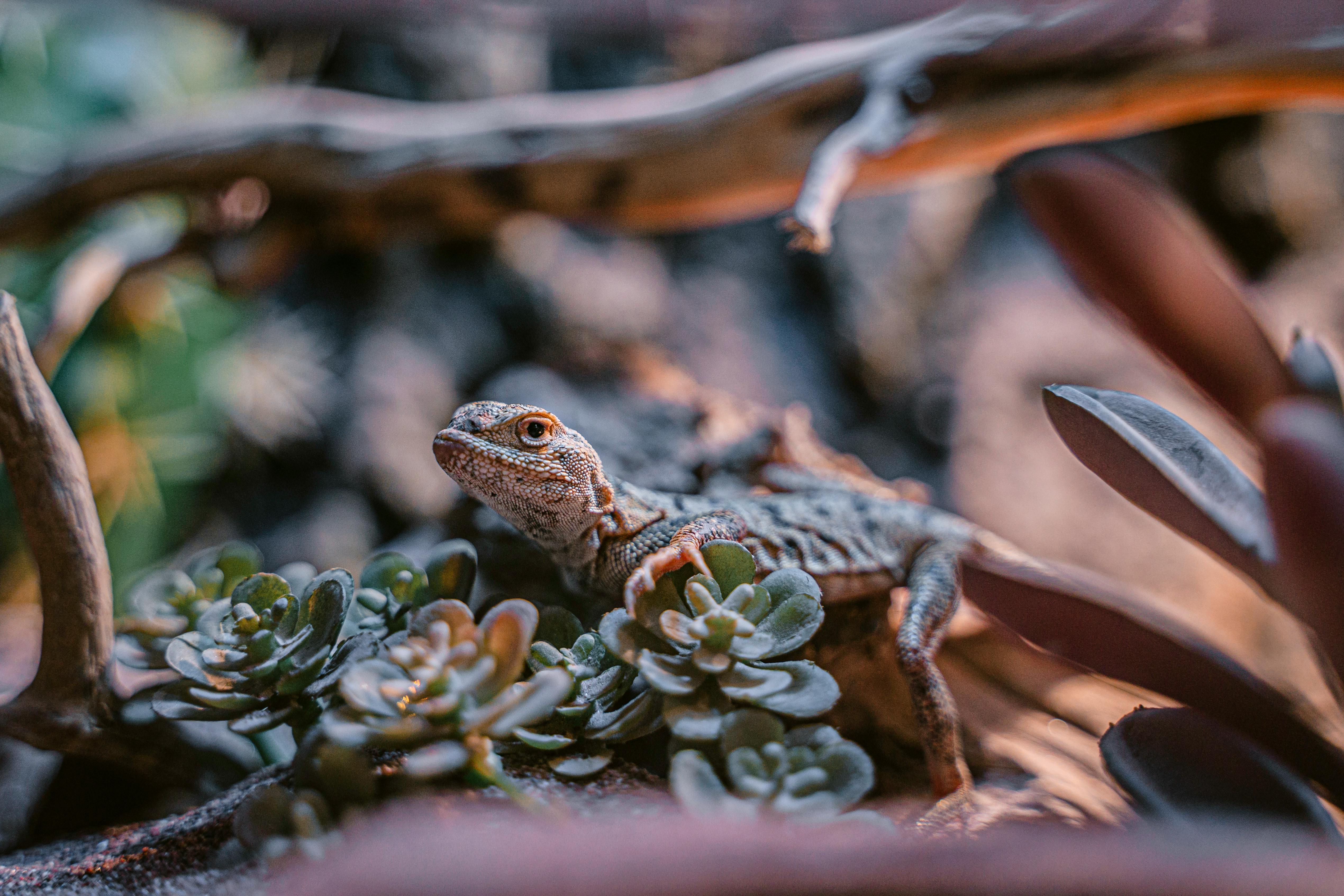 Brown and Green Iguana on Grass Field · Free Stock Photo