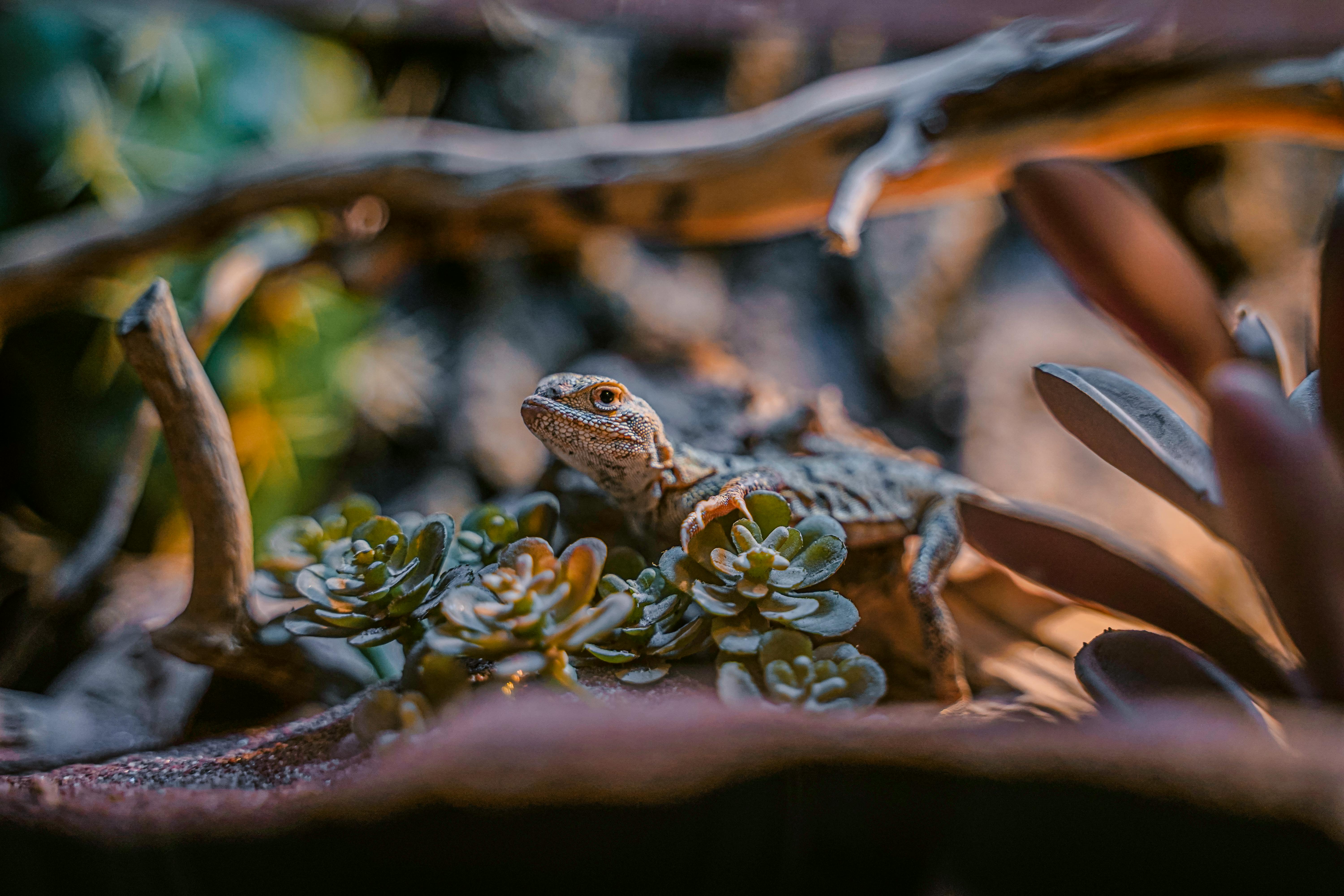 Close-Up Shot Of A Reptile · Free Stock Photo