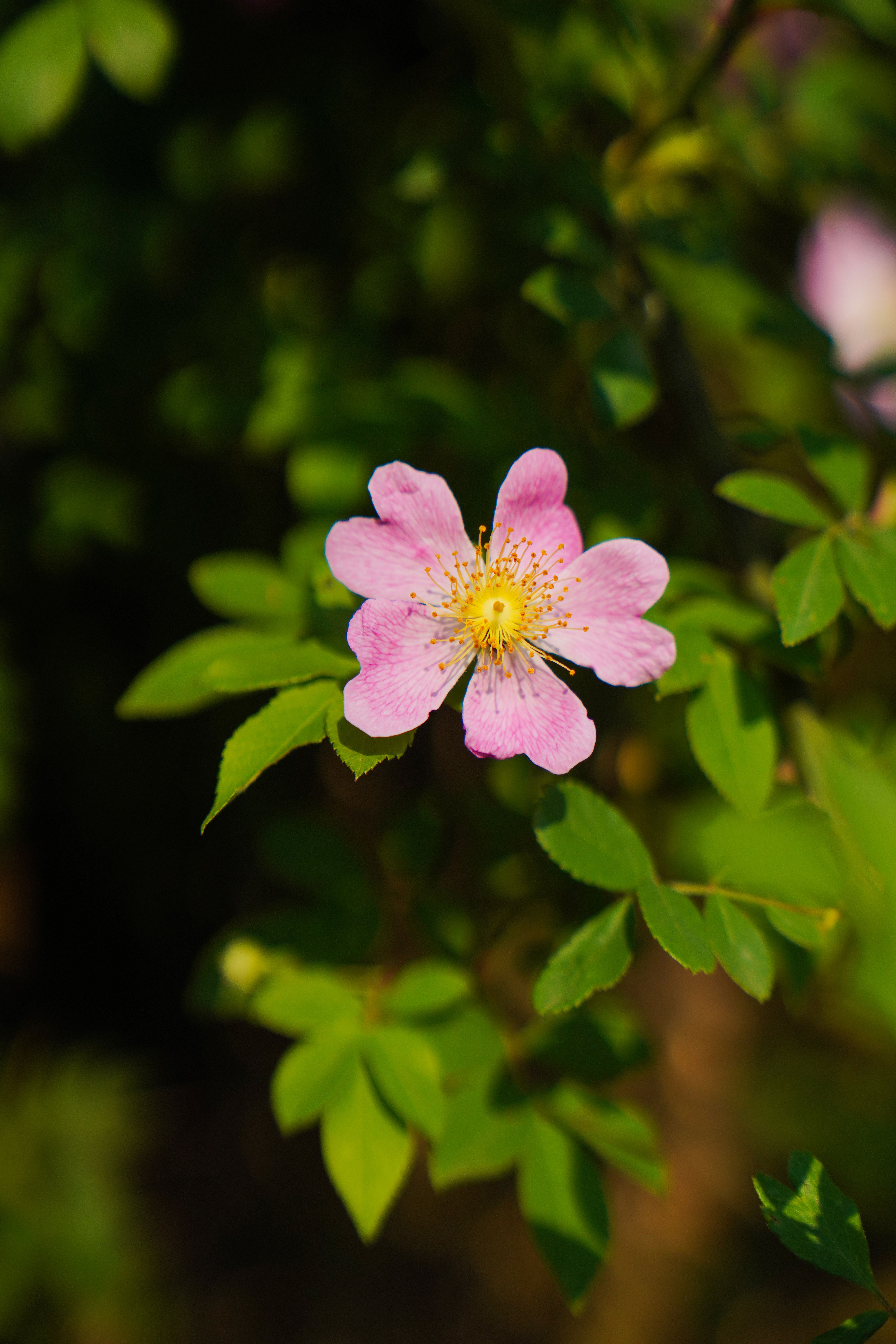 Close-up of a Wild Rose · Free Stock Photo