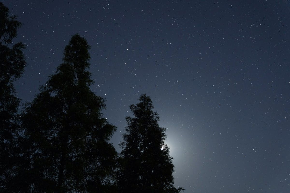 Moonlight Through Trees Photos, Download The BEST Free Moonlight ...