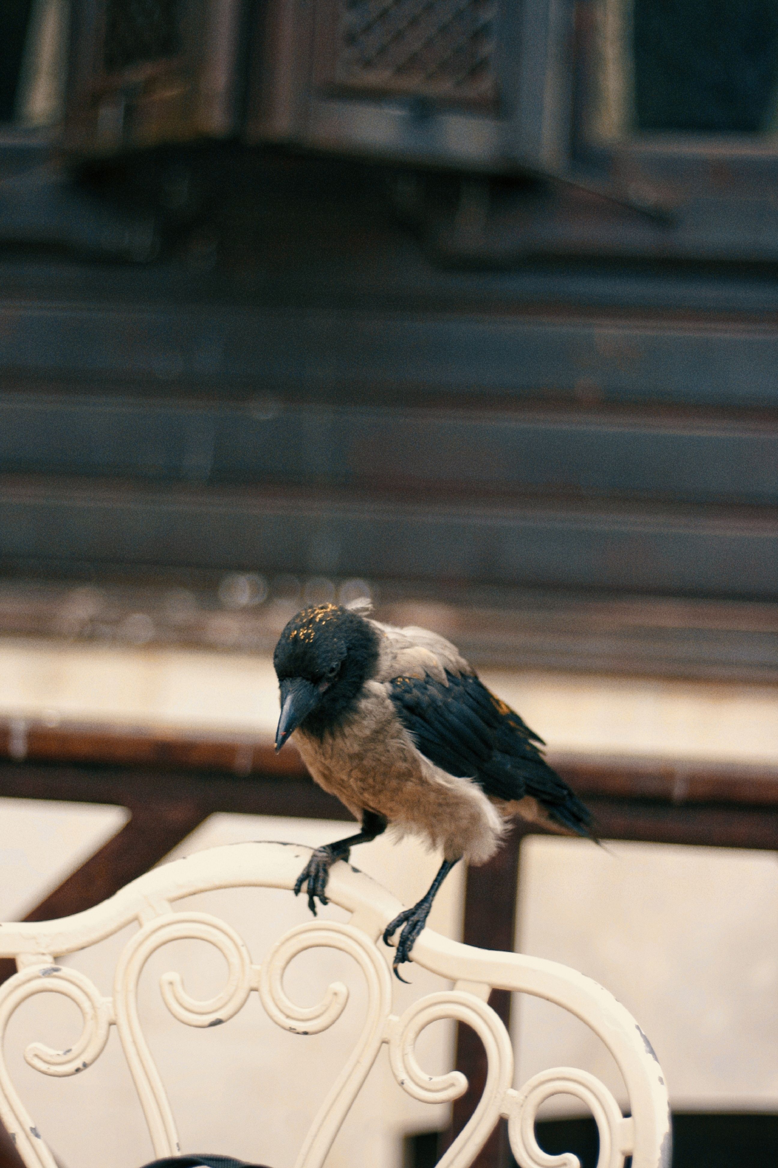 A Crow Perching on a Back of a Chair · Free Stock Photo