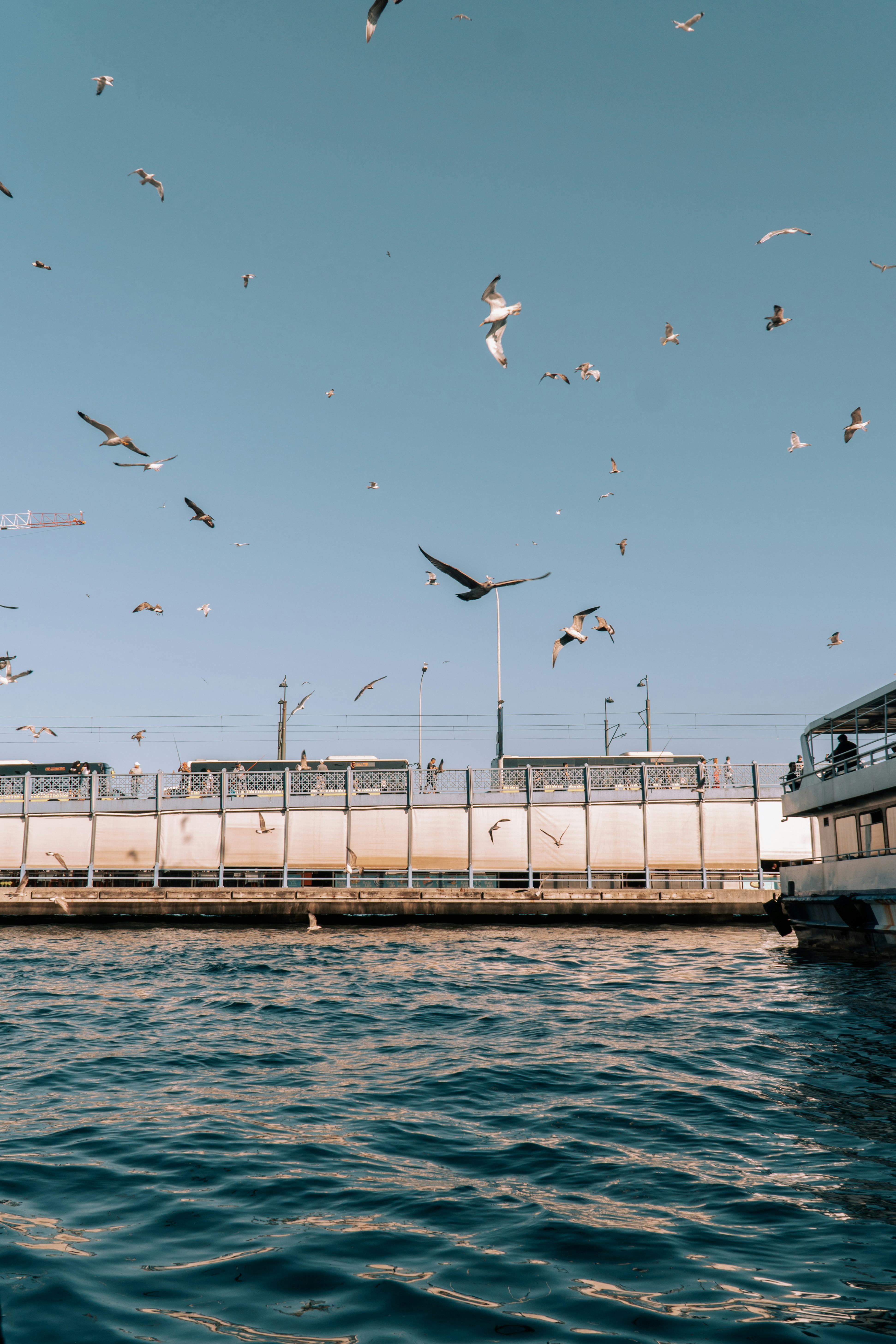 White Bird Flying Over the River · Free Stock Photo