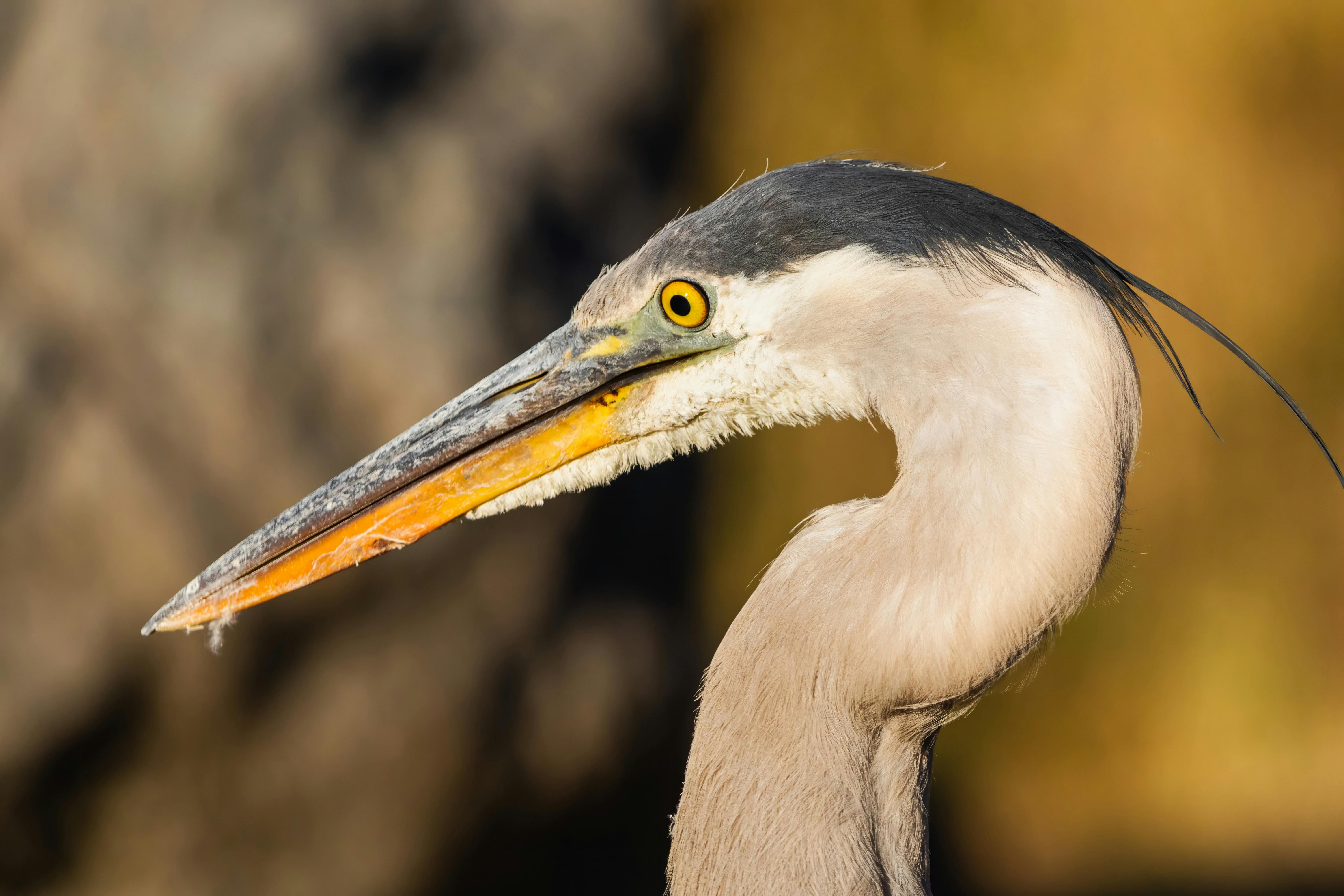 Closeup of Grey Heron Head · Free Stock Photo