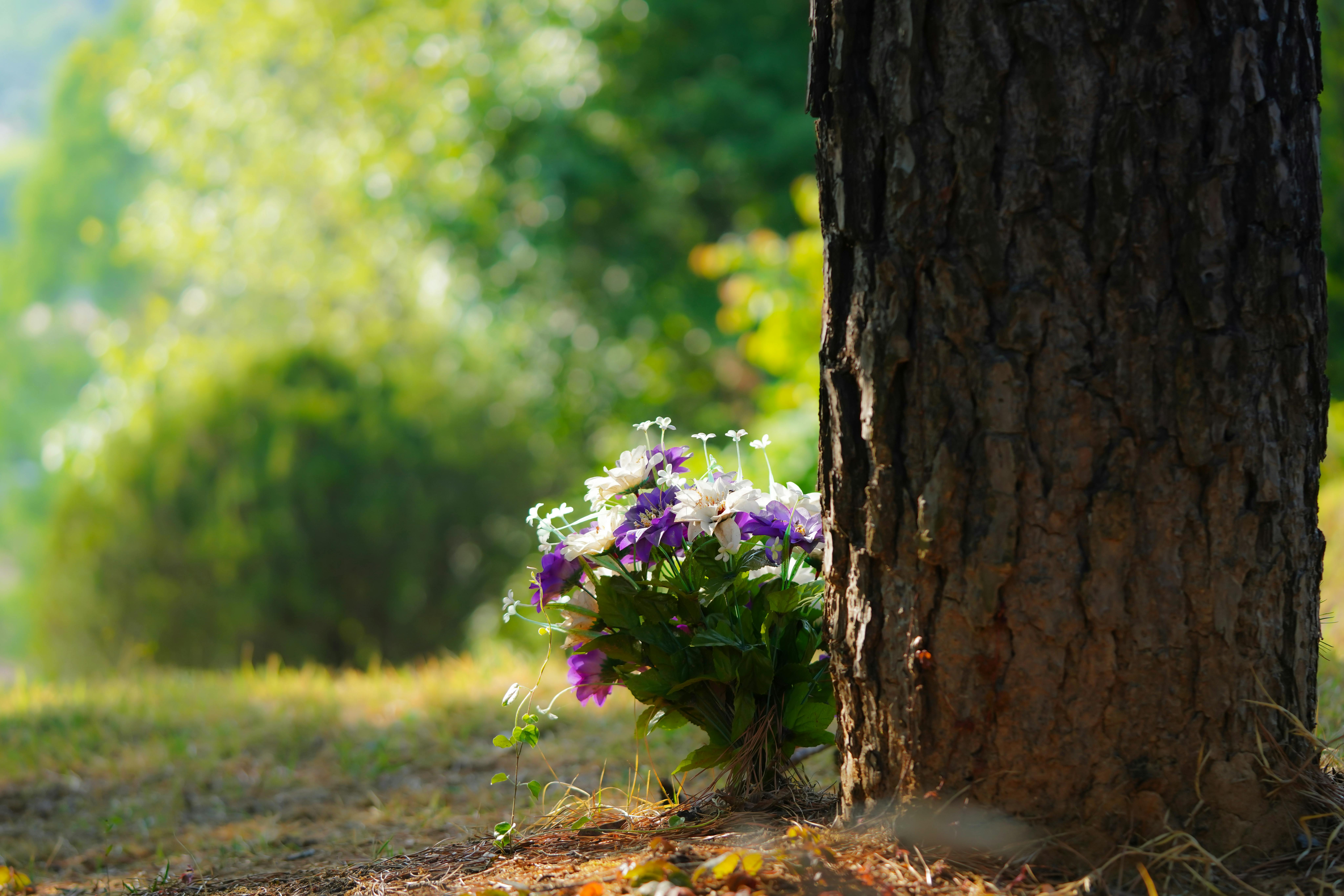 Anemone Flowers by a Tree · Free Stock Photo