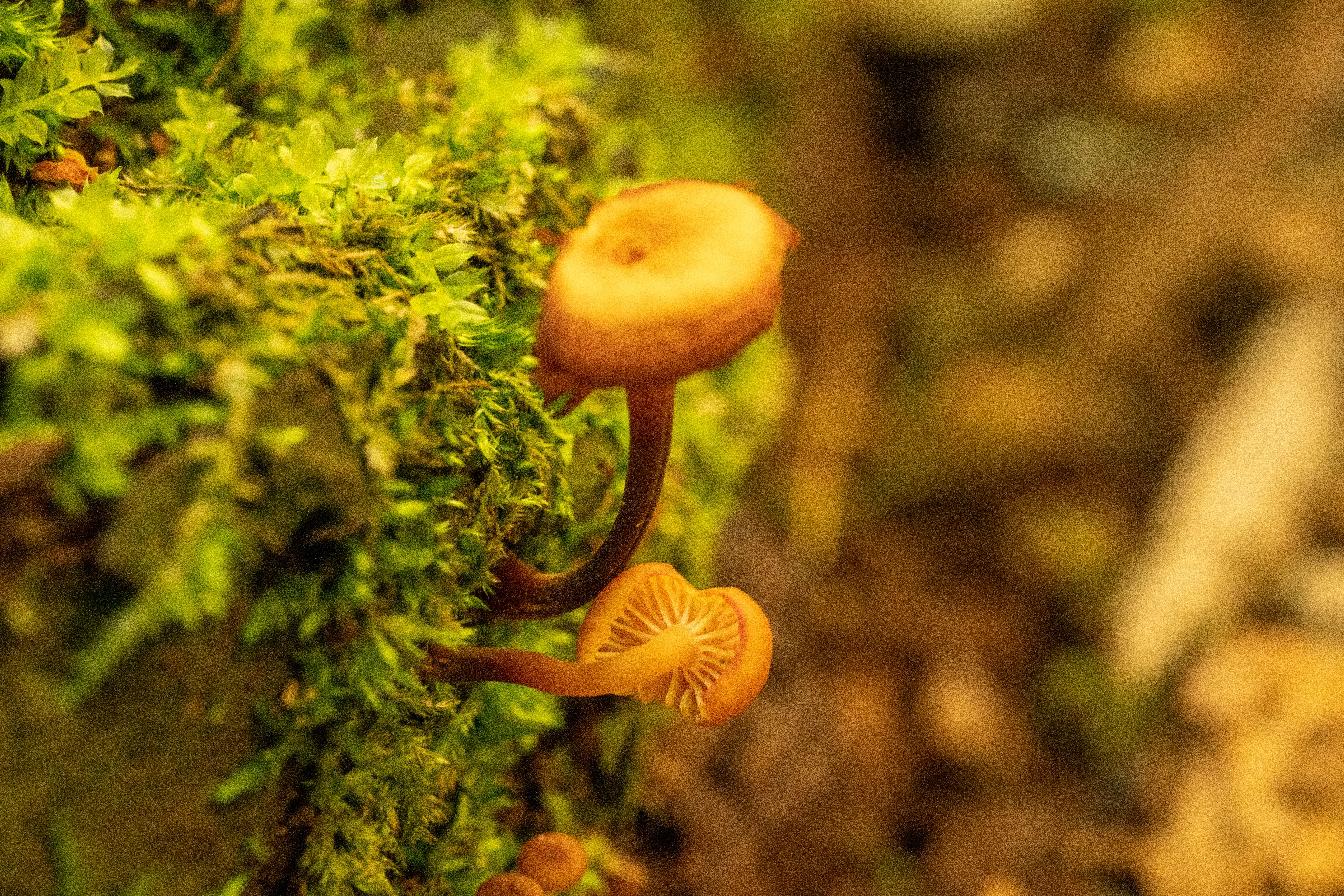 Close Up of Insects on Mushrooms · Free Stock Photo