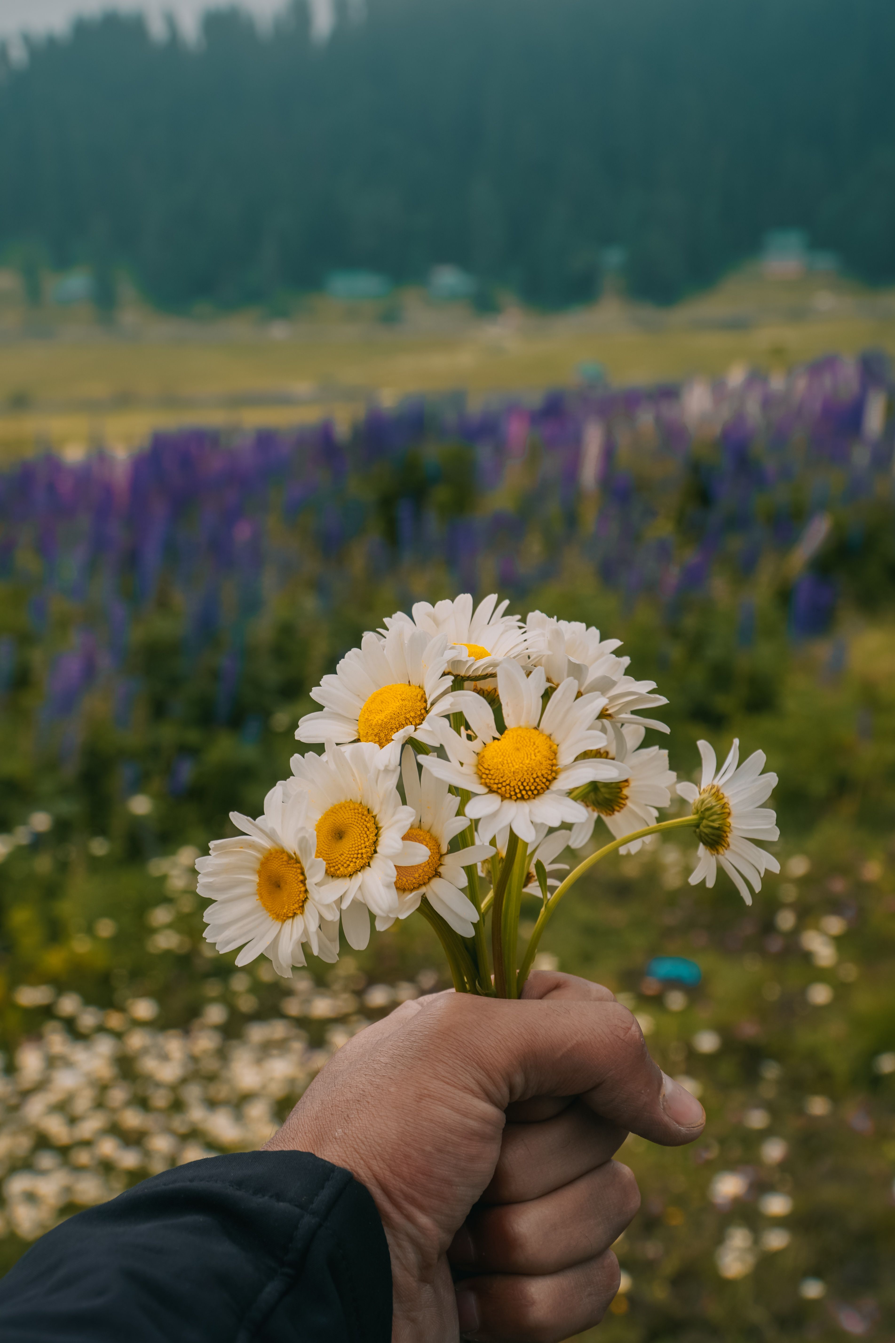Hand Holding Daisies · Free Stock Photo