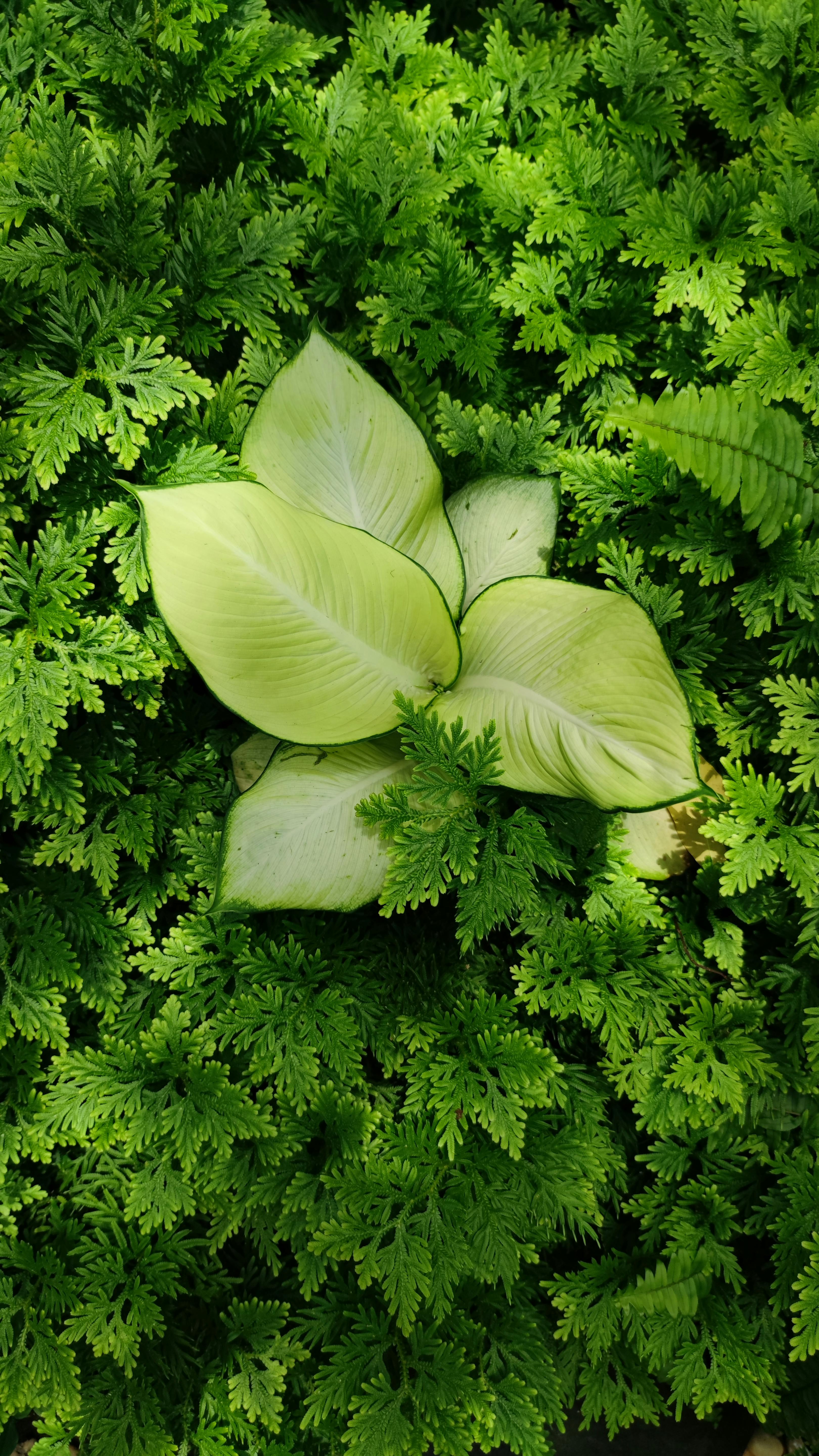 Dieffenbachia Pict Photos, Download The BEST Free Dieffenbachia Pict ...