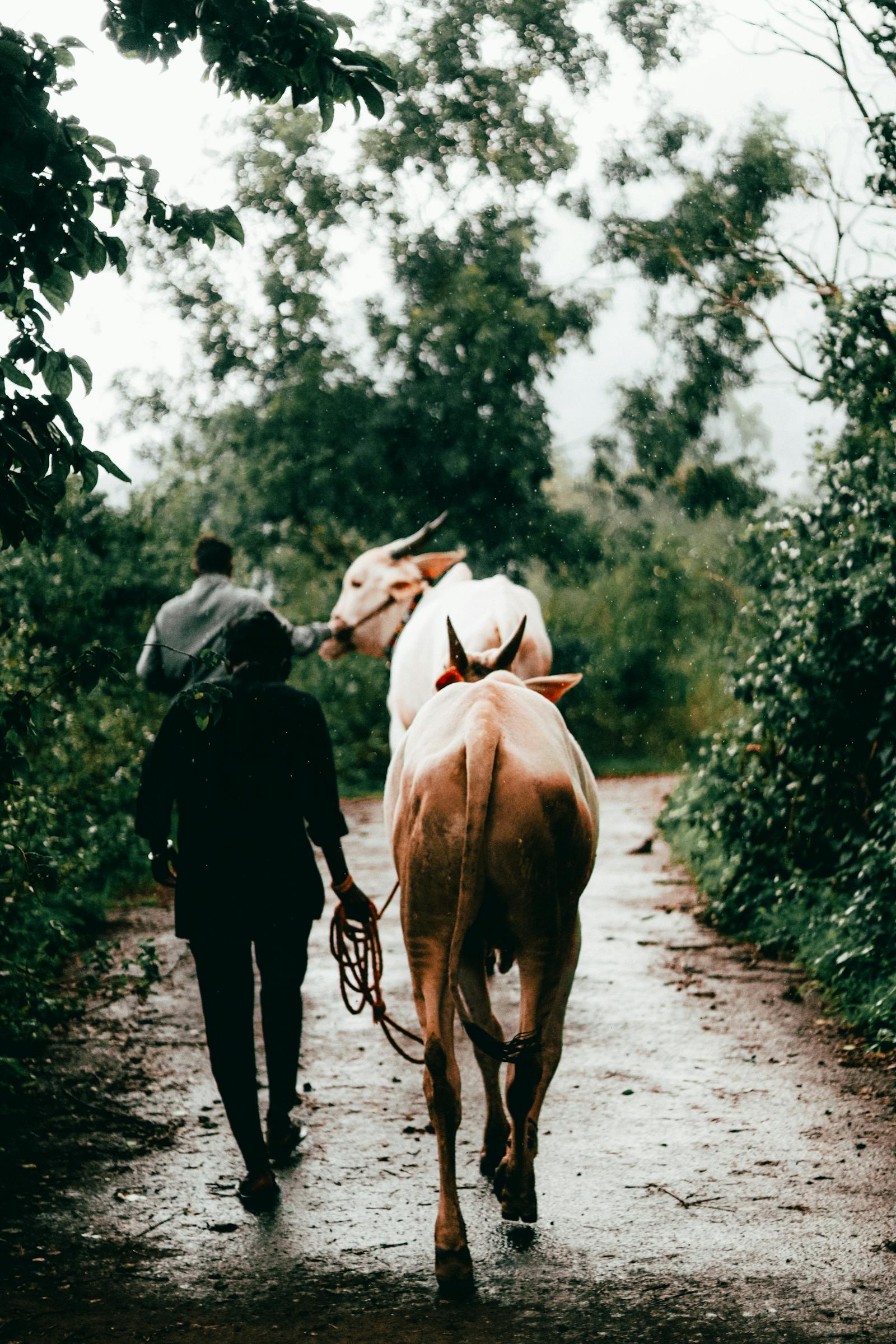 People Walking Borders Photos, Download The BEST Free People Walking ...
