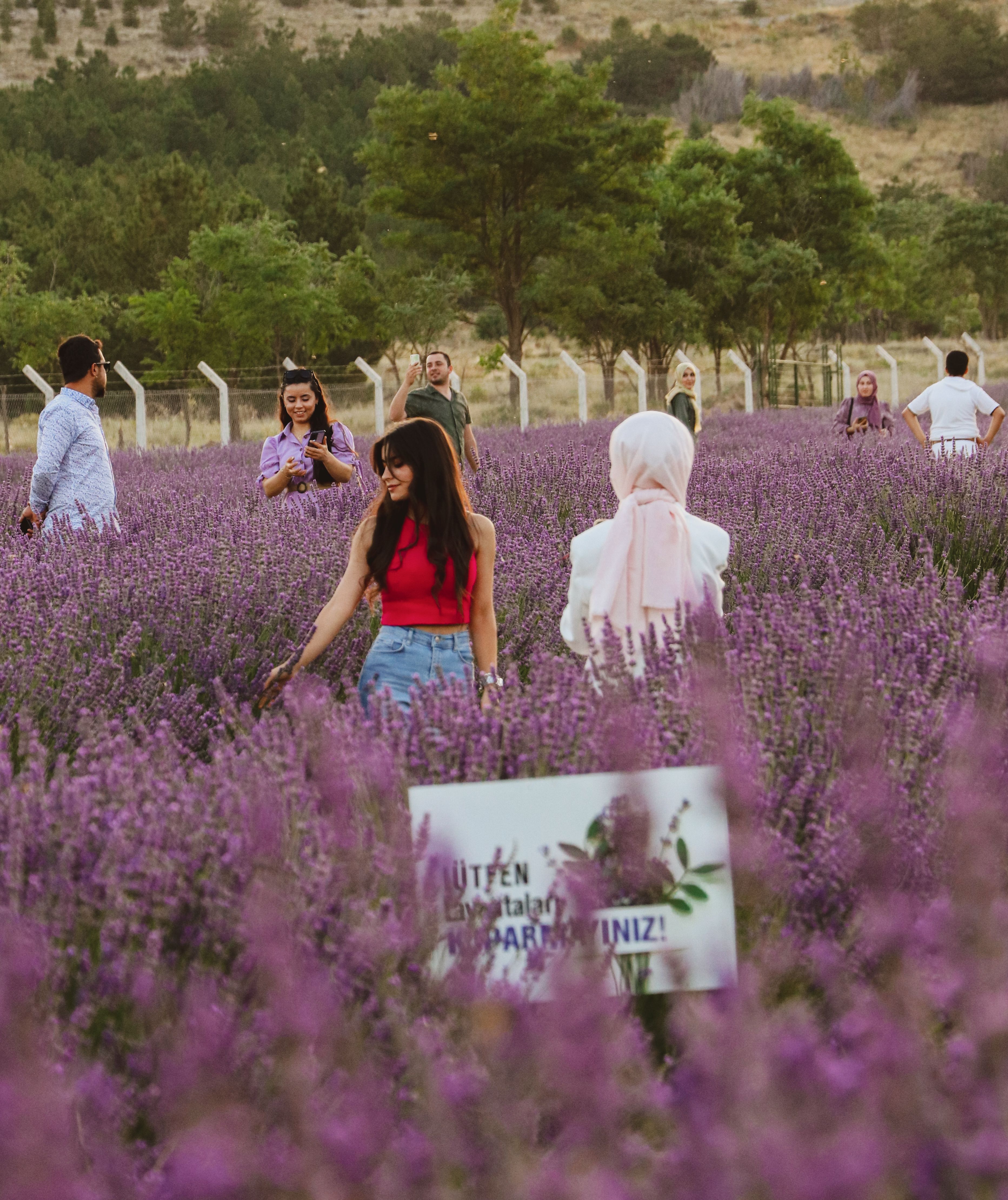 People Walking in a Lavender Field · Free Stock Photo