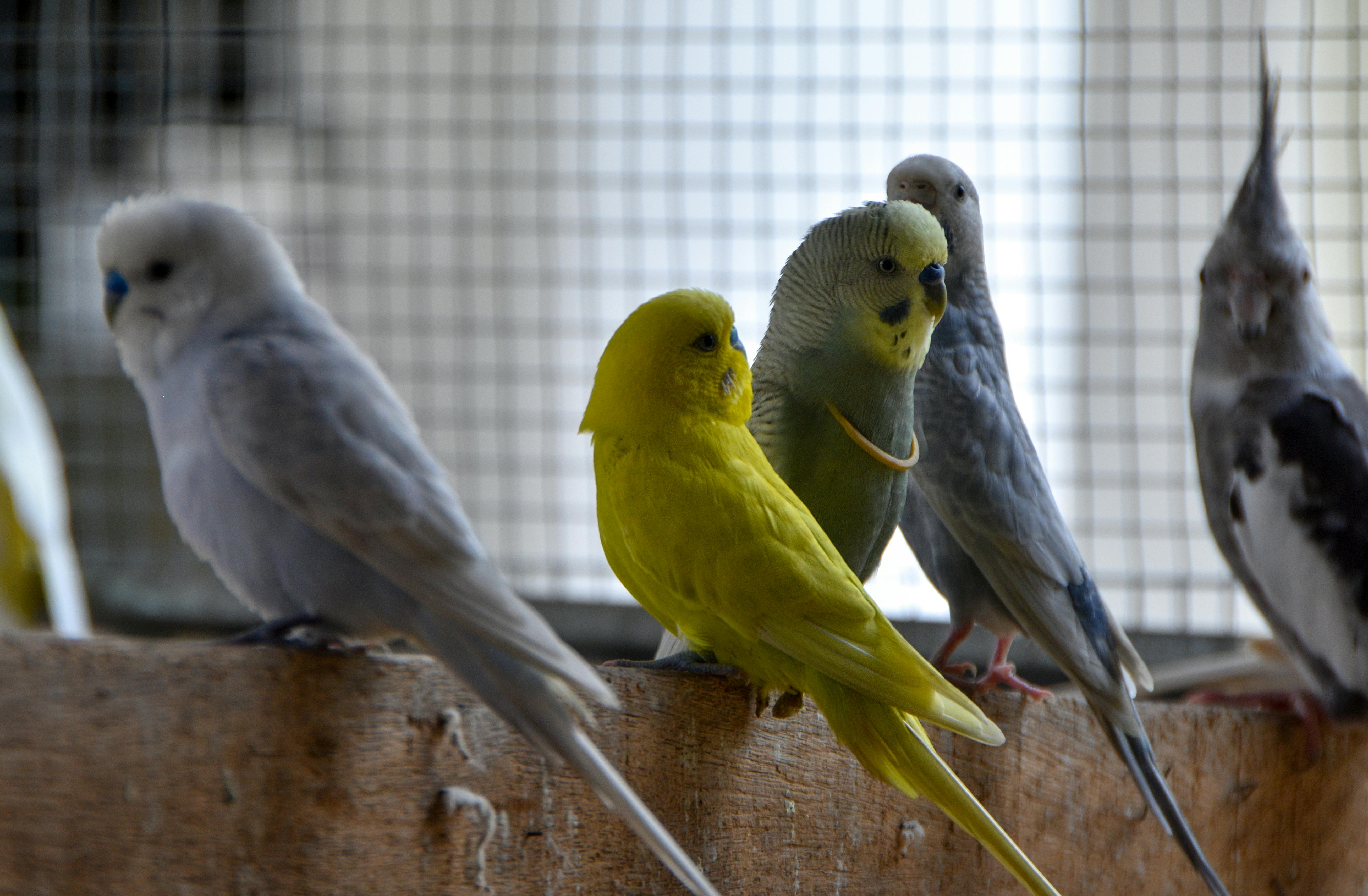 mohd hasan - Fotografi