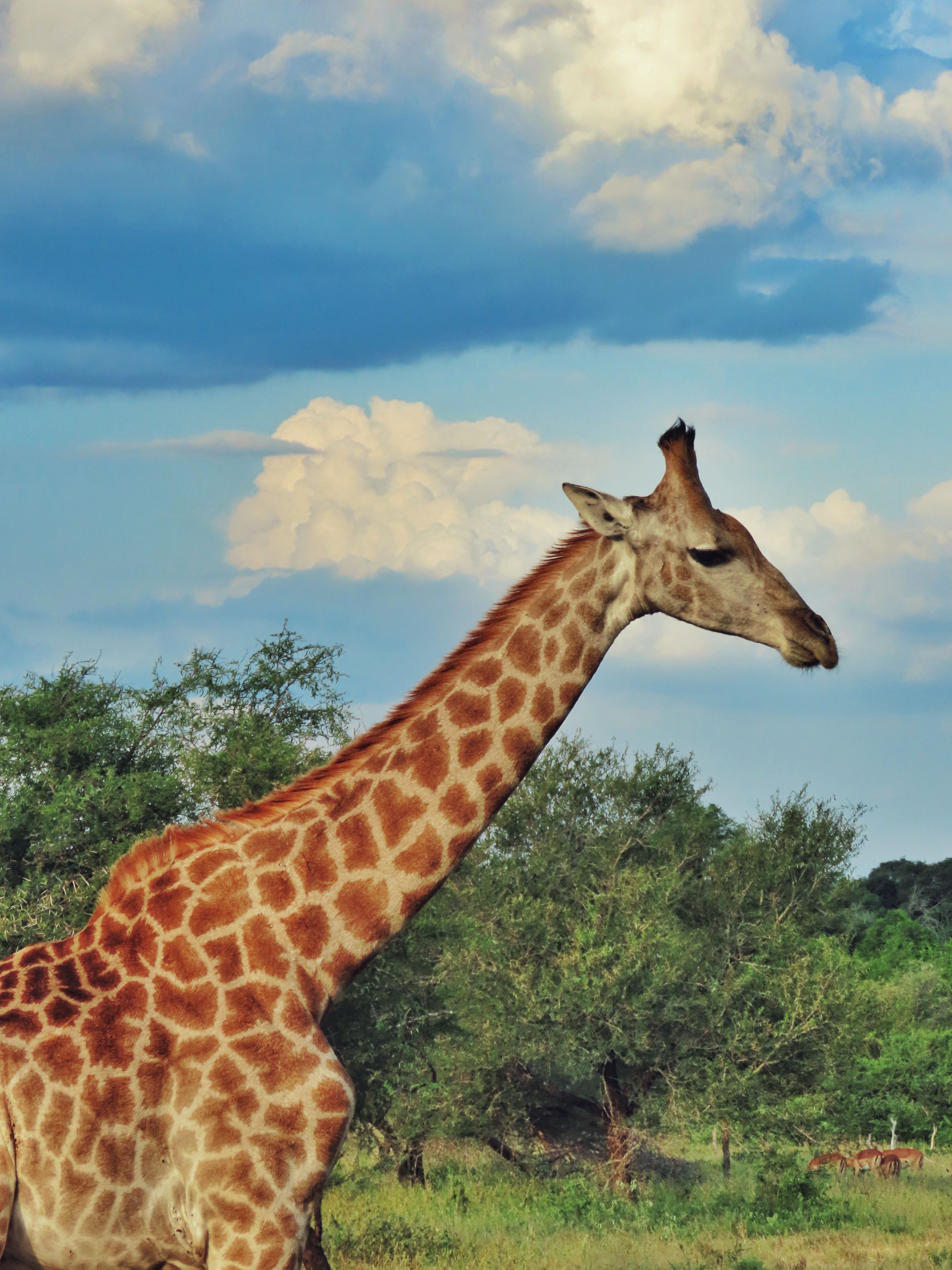 Giraffe in Nature · Free Stock Photo