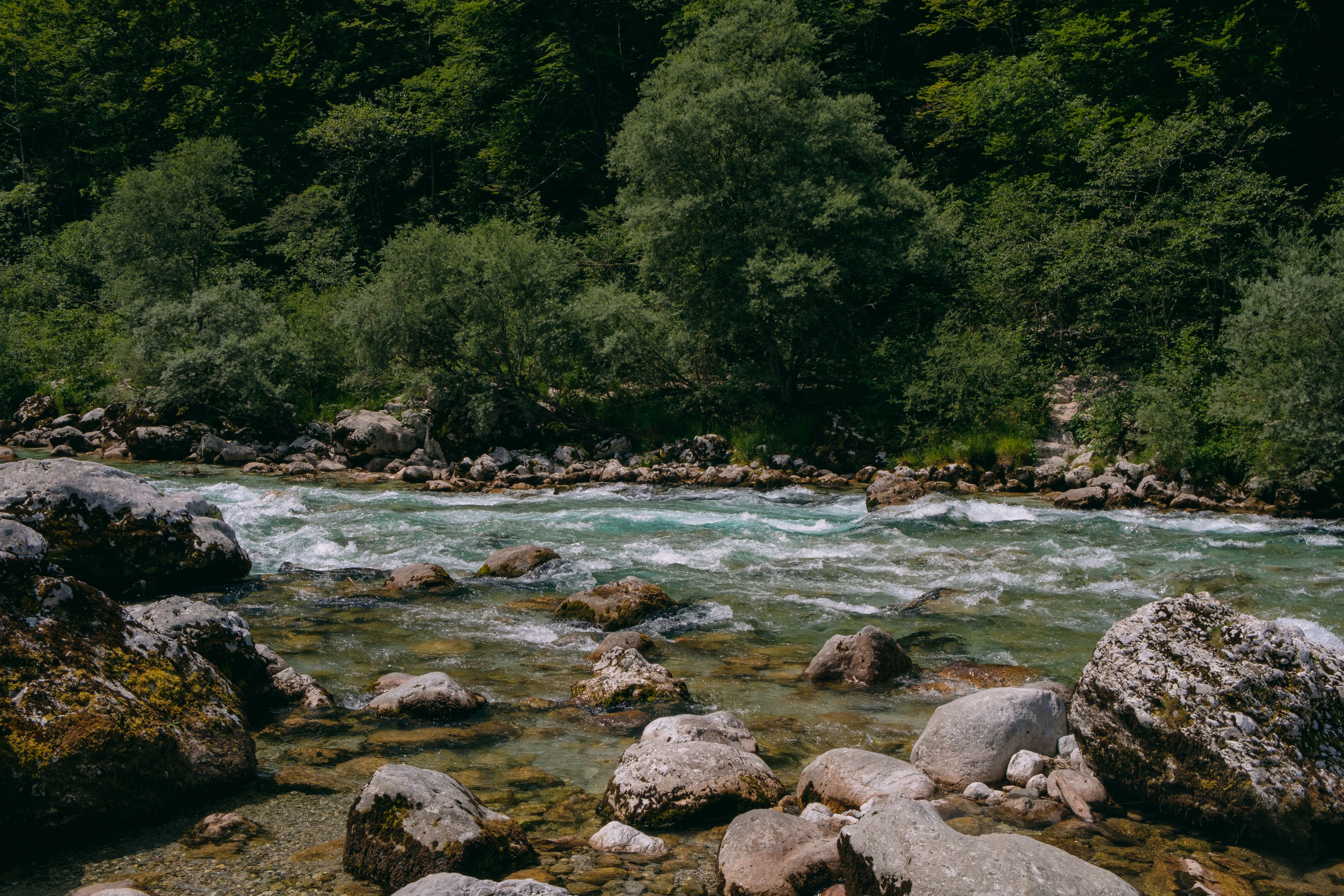 Wild Stream in Summer · Free Stock Photo
