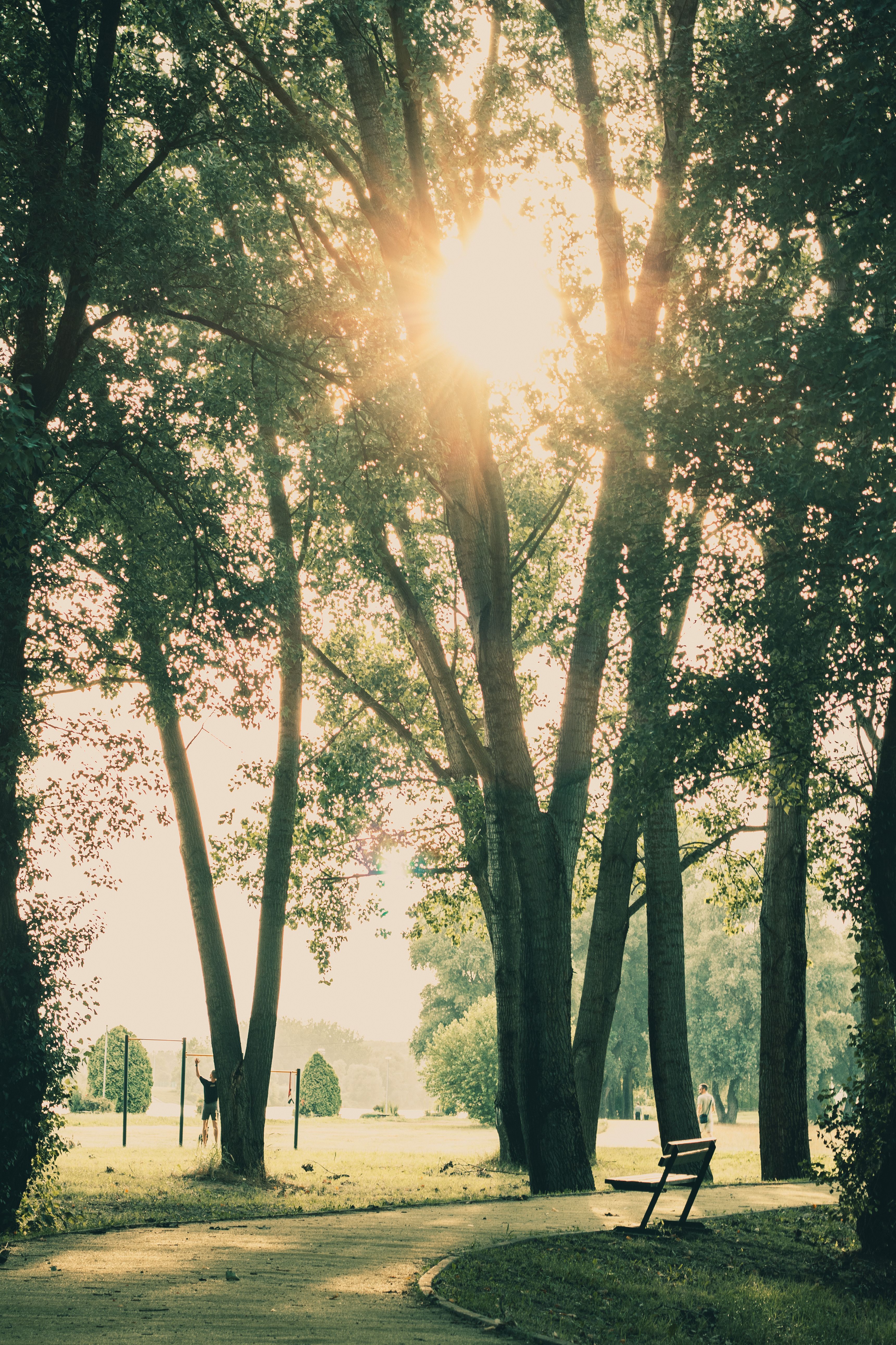 A park bench in the sun with trees in the background · Free Stock Photo