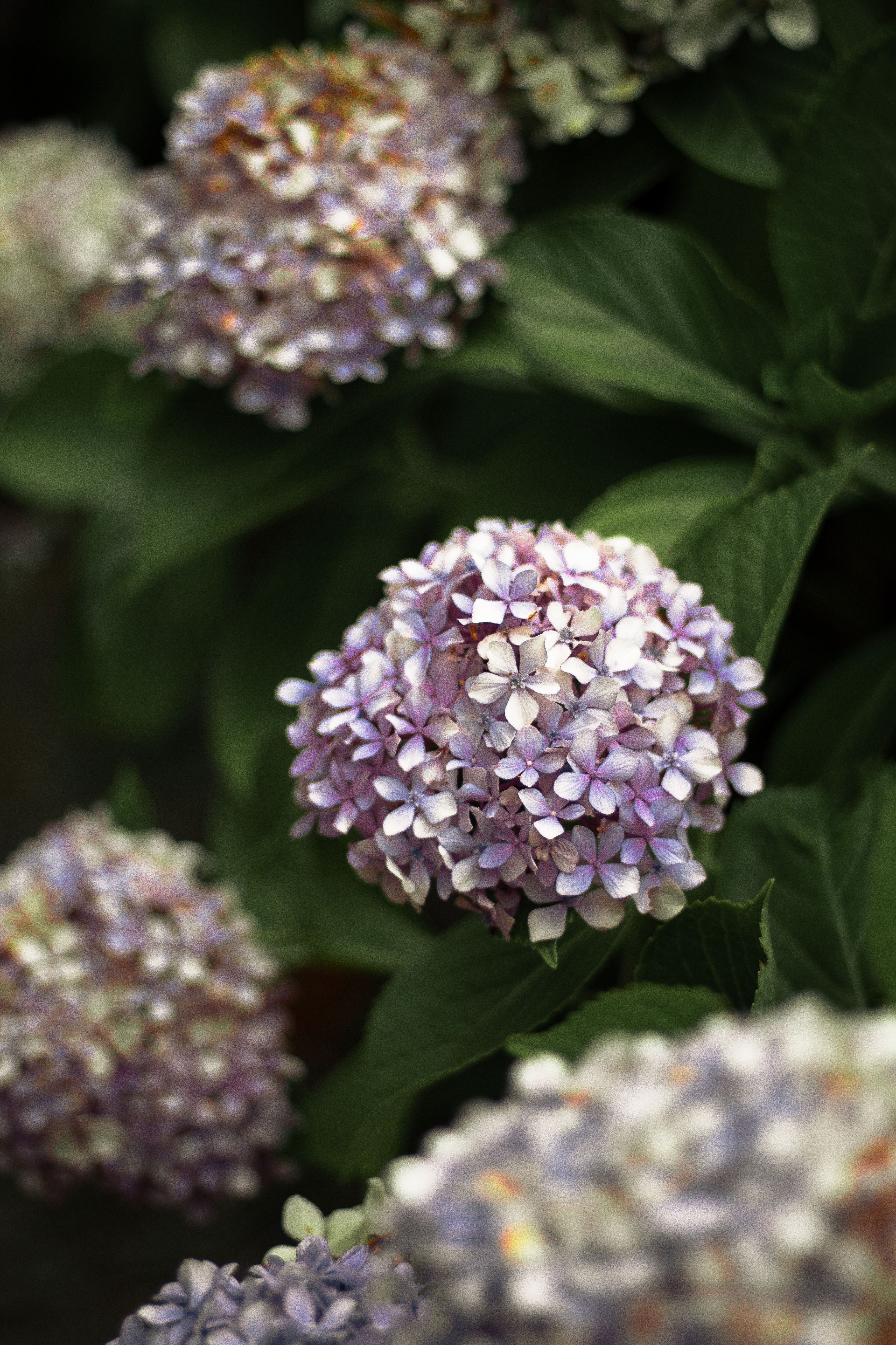 Close-up of Hydrangea Flowers · Free Stock Photo