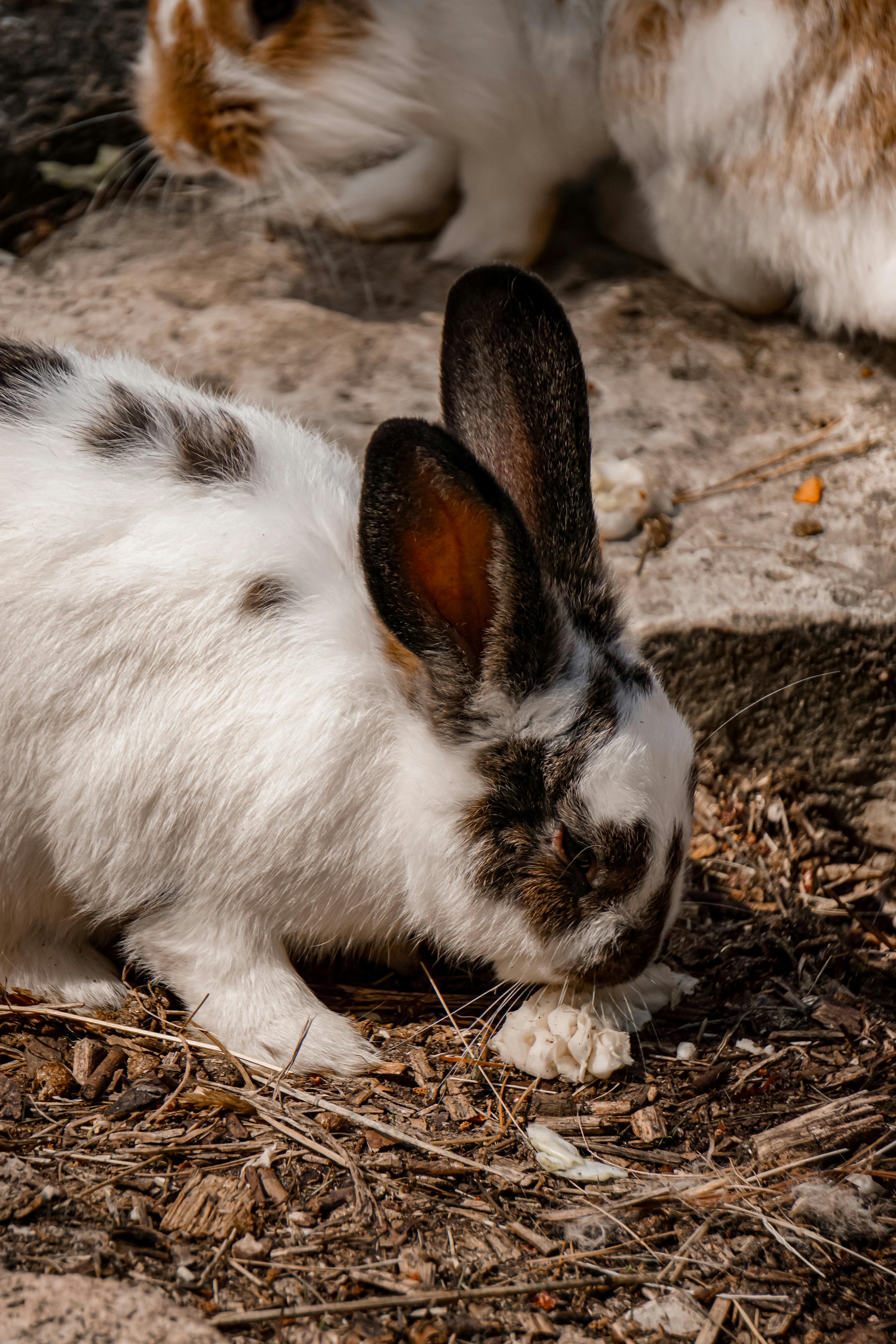 Close-up of Rabbit on Field · Free Stock Photo
