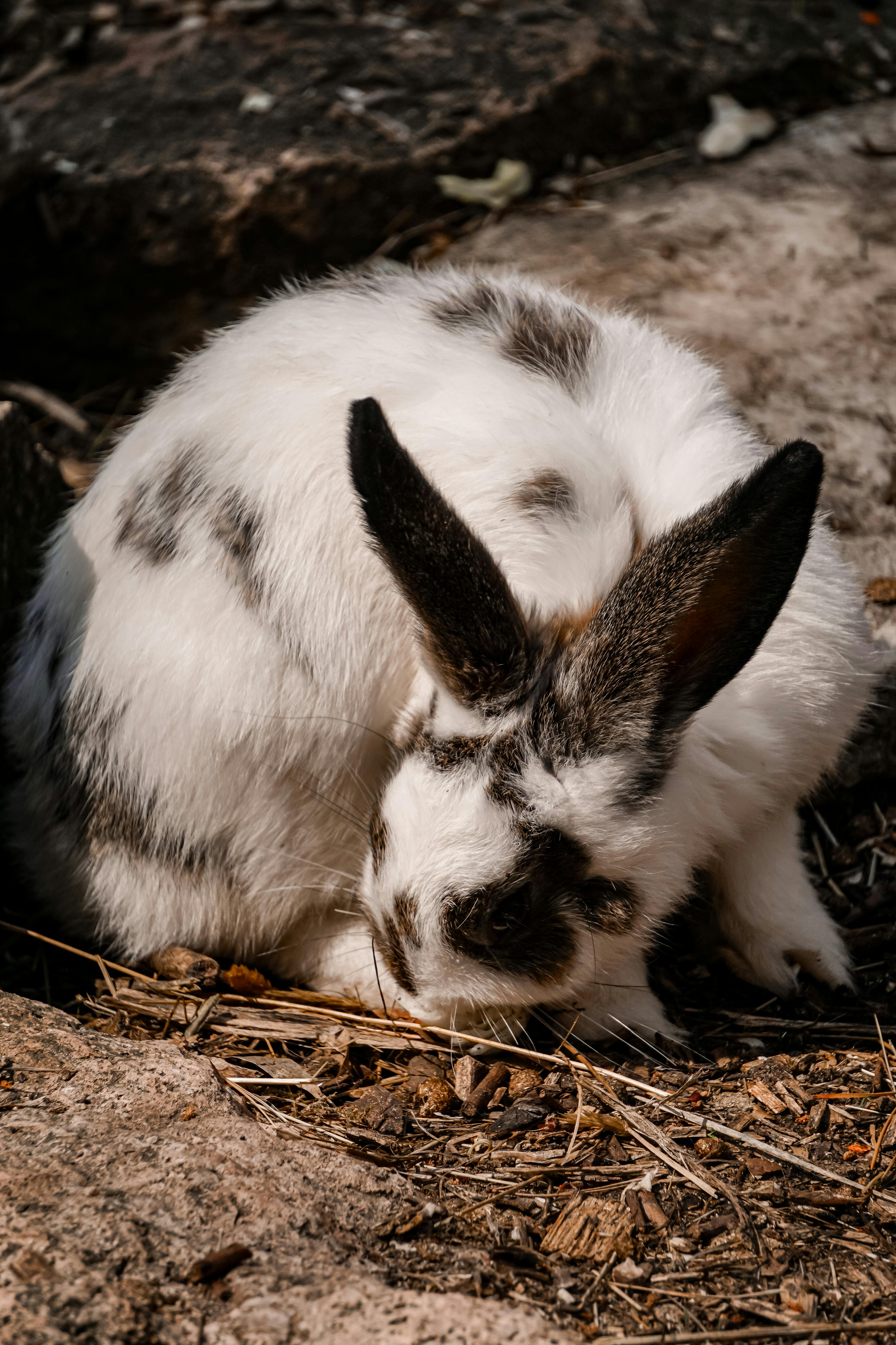 A rabbit with black spots sitting on the ground · Free Stock Photo
