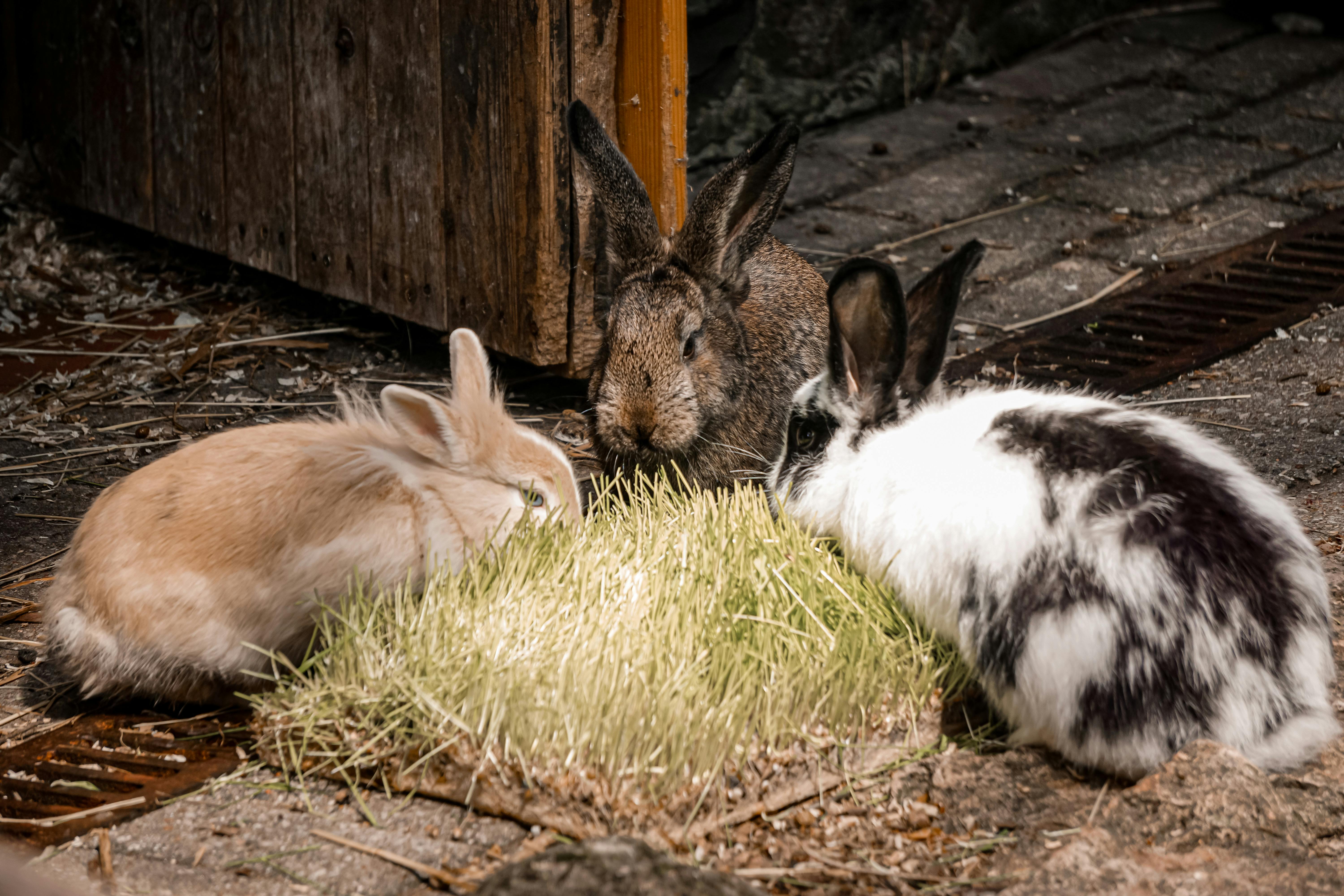 Close-up of Rabbit on Field · Free Stock Photo