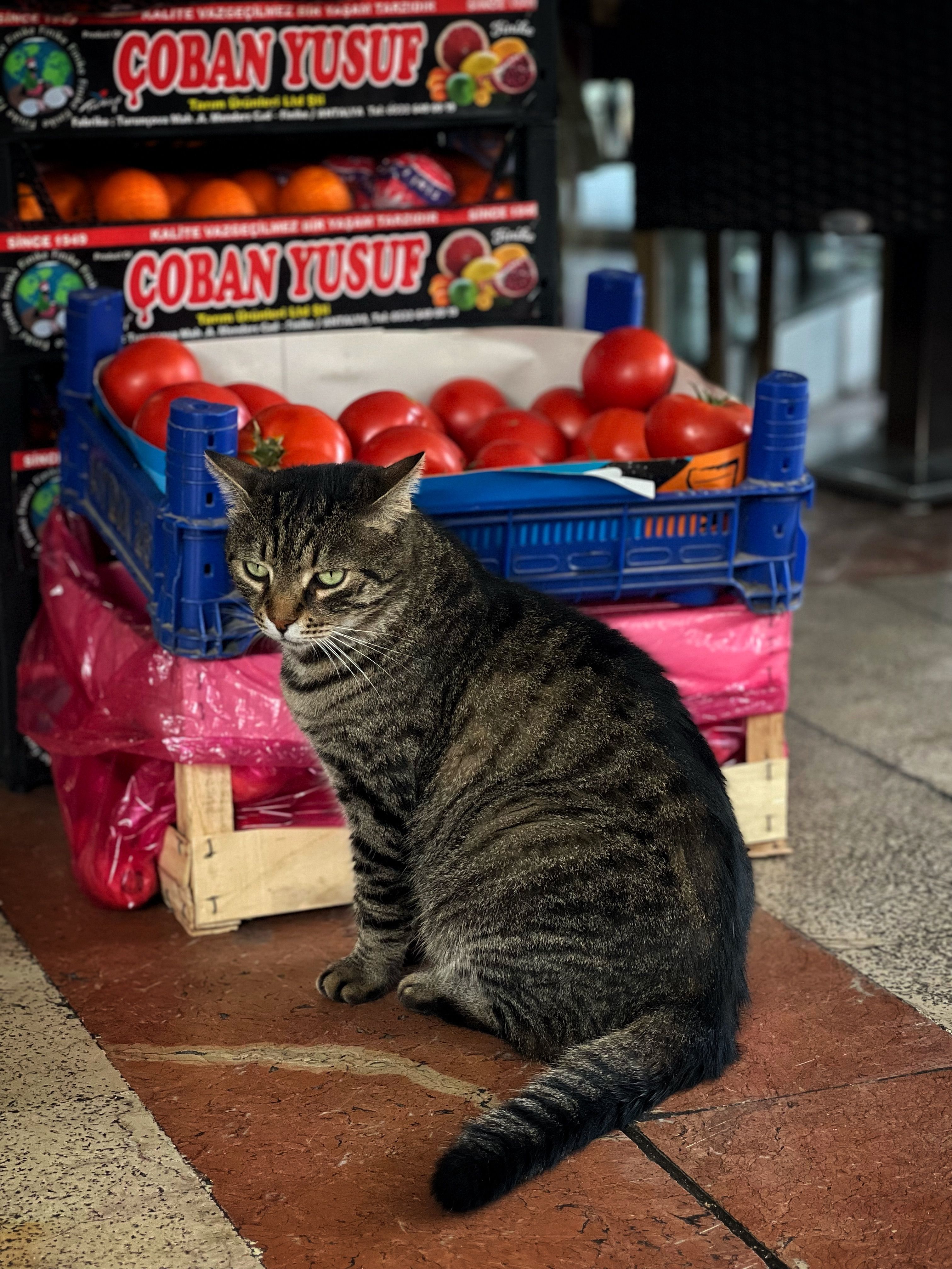 Tabby Cat in Store · Free Stock Photo