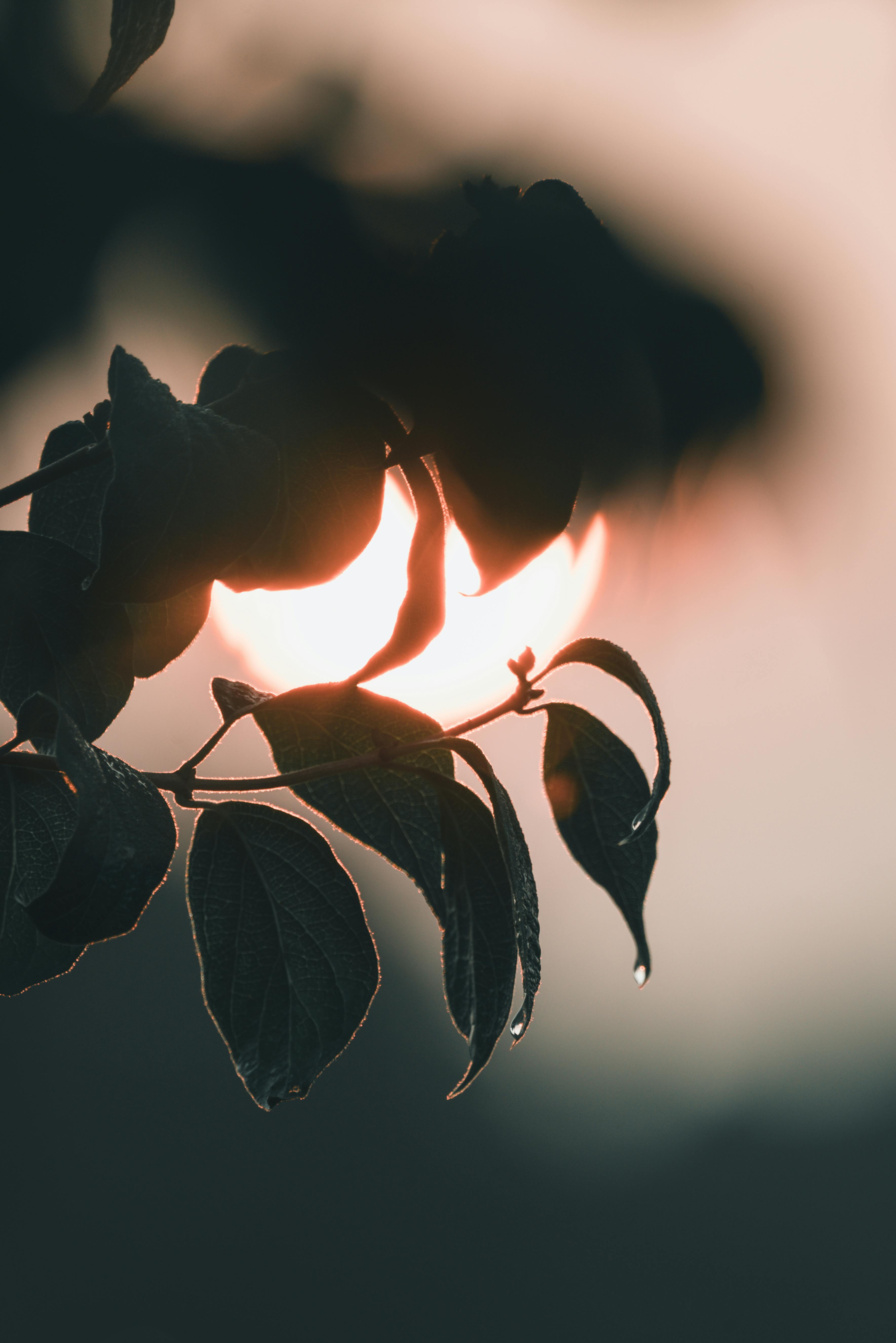 Sun Pictures Artistic Photos, Download The BEST Free Sun Pictures ...