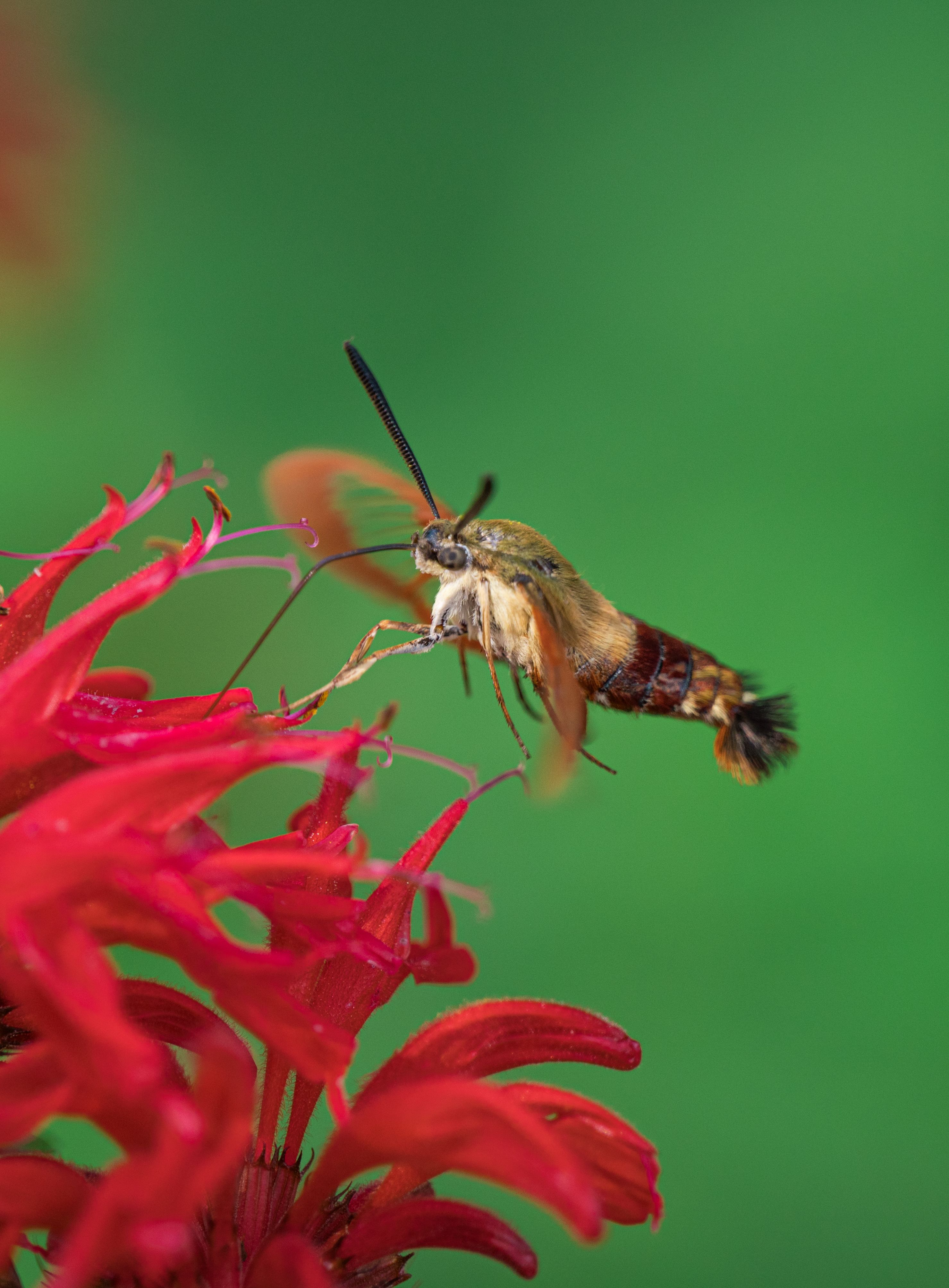 Hummingbird Clearwing in Close Up · Free Stock Photo
