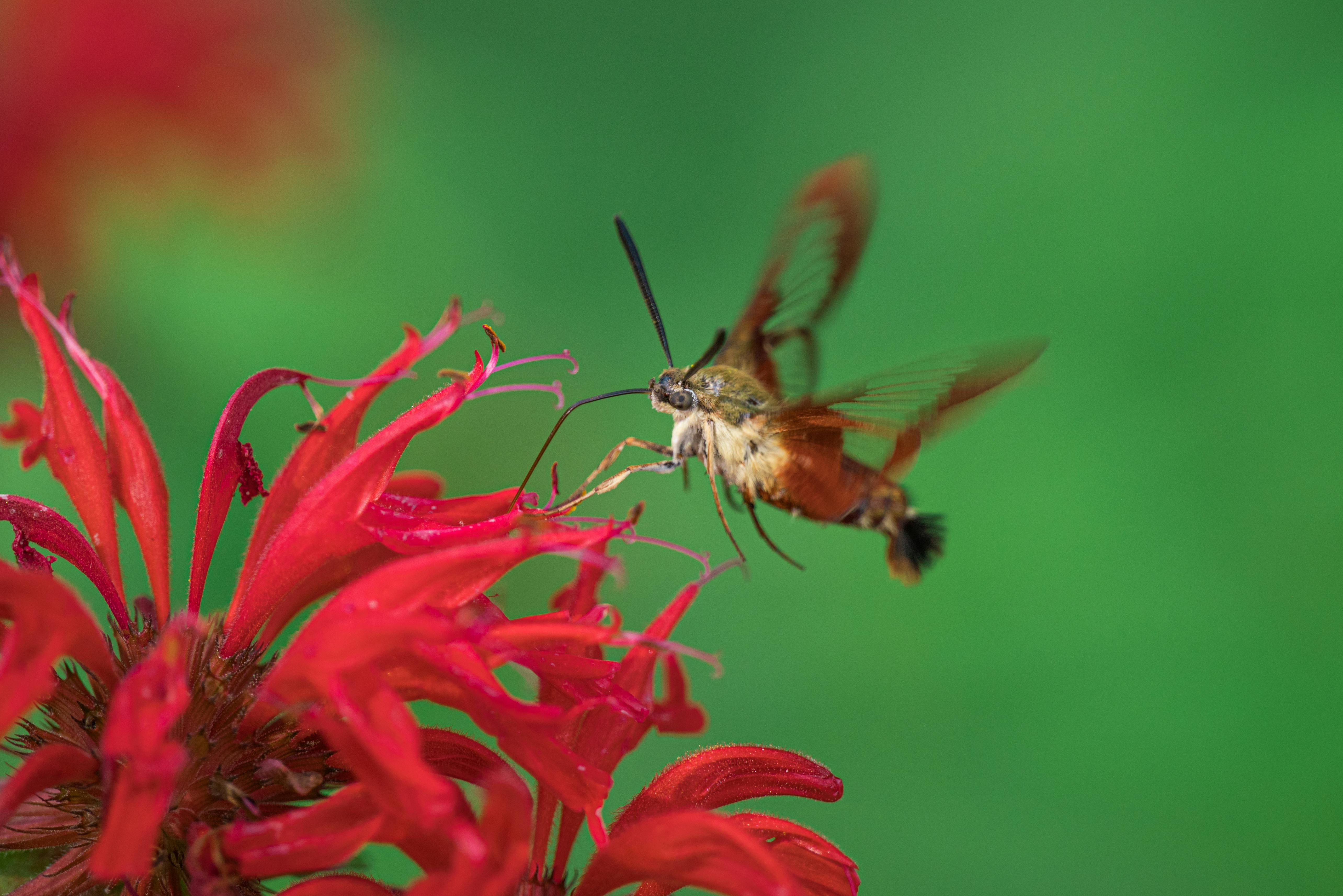 Hummingbird Clearwing while Pollination · Free Stock Photo