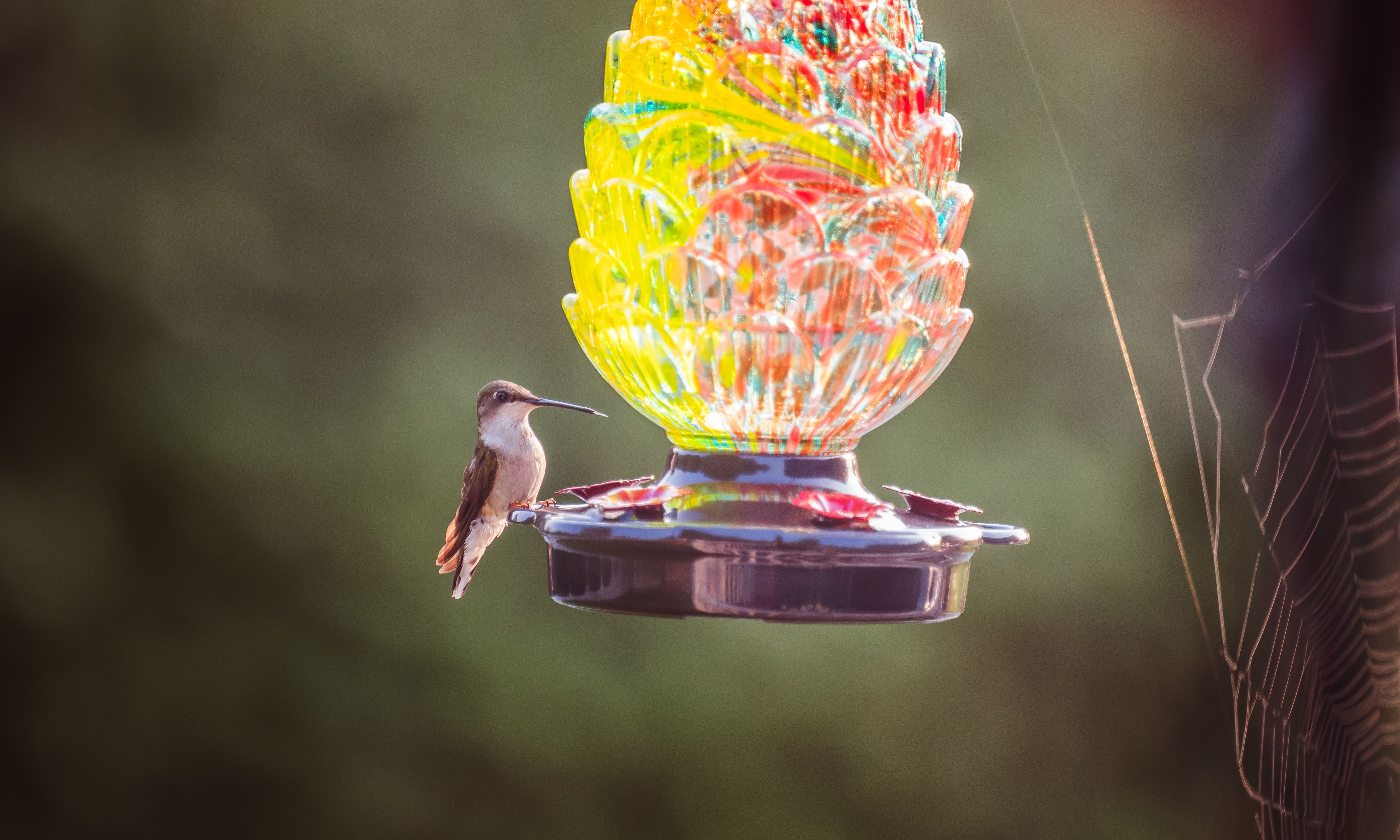 Hummingbird Flying Toward Water Feeder · Free Stock Photo
