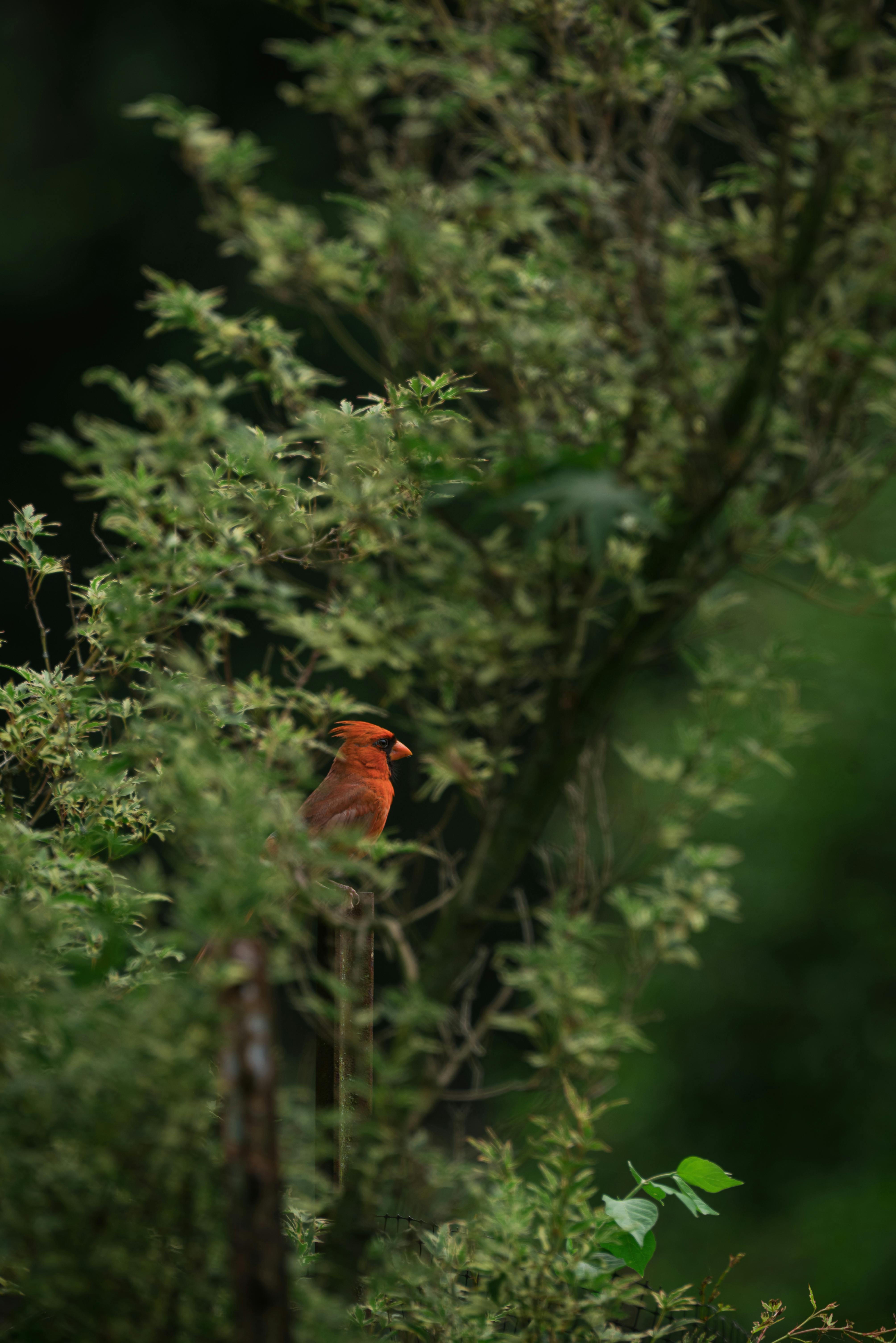 Northern Cardinal on Tree · Free Stock Photo