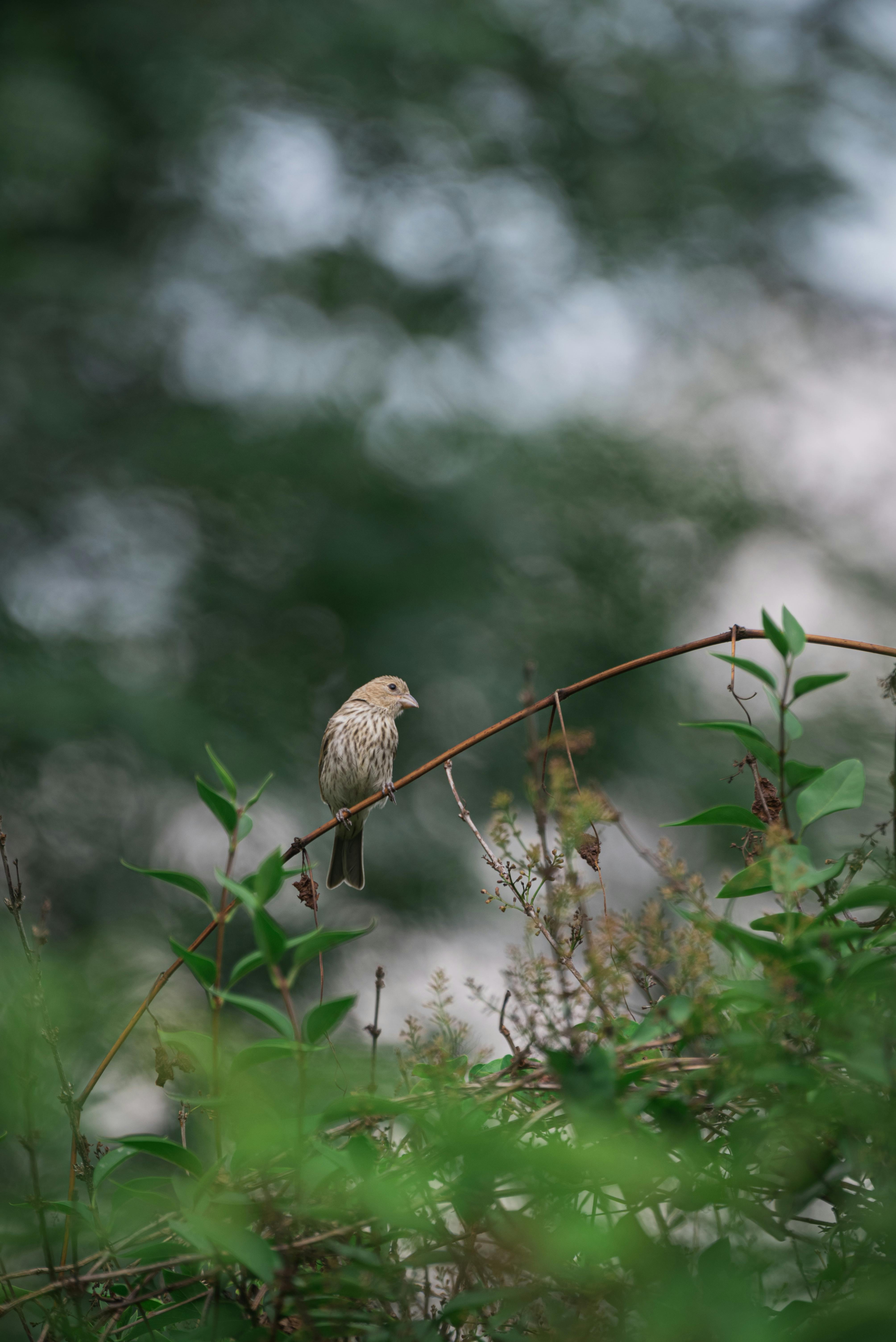 Japanese Finch Photos, Download The BEST Free Japanese Finch Stock ...