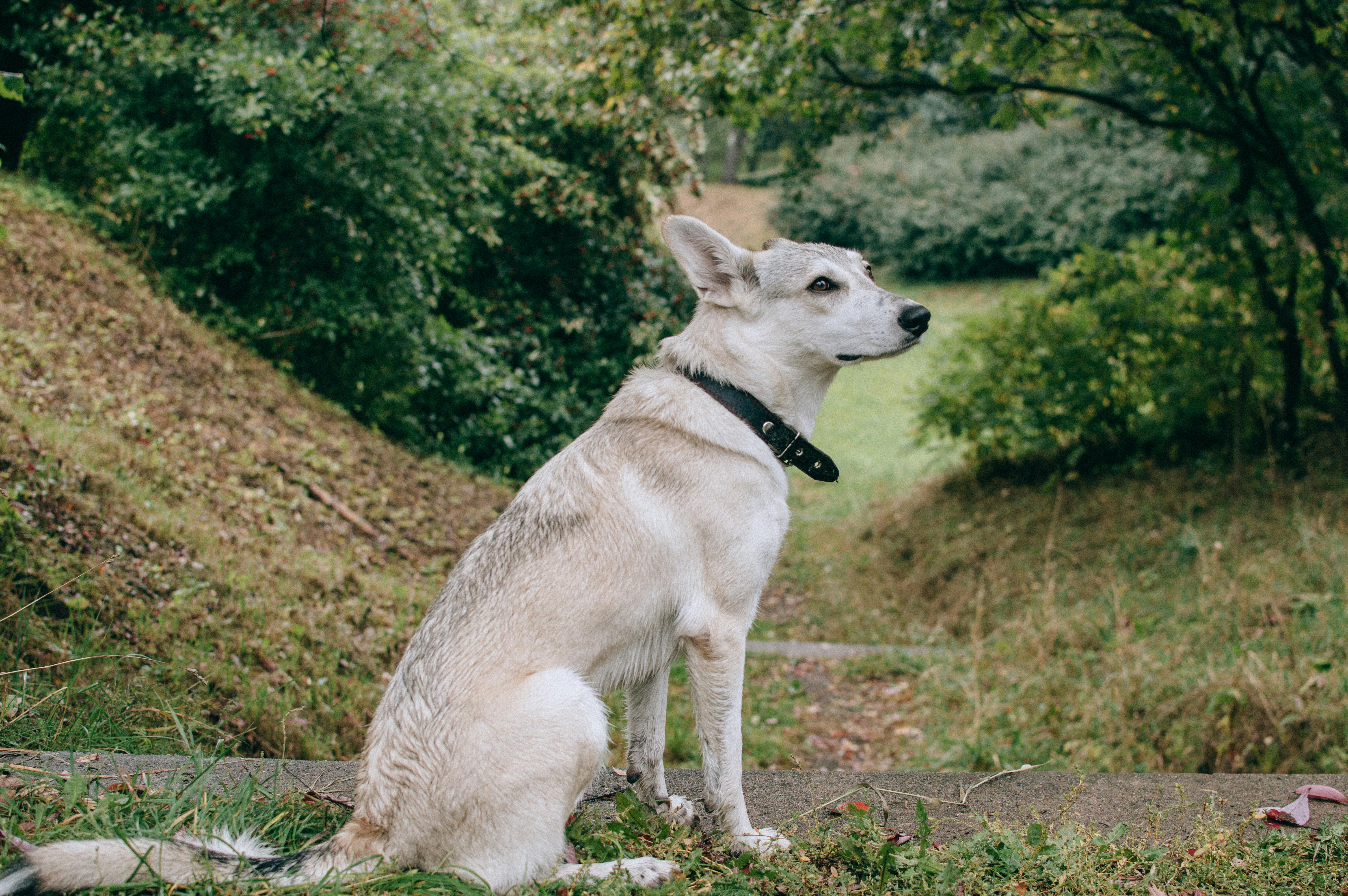 Dog Slideshow Wallpaper Photos, Download The BEST Free Dog Slideshow ...