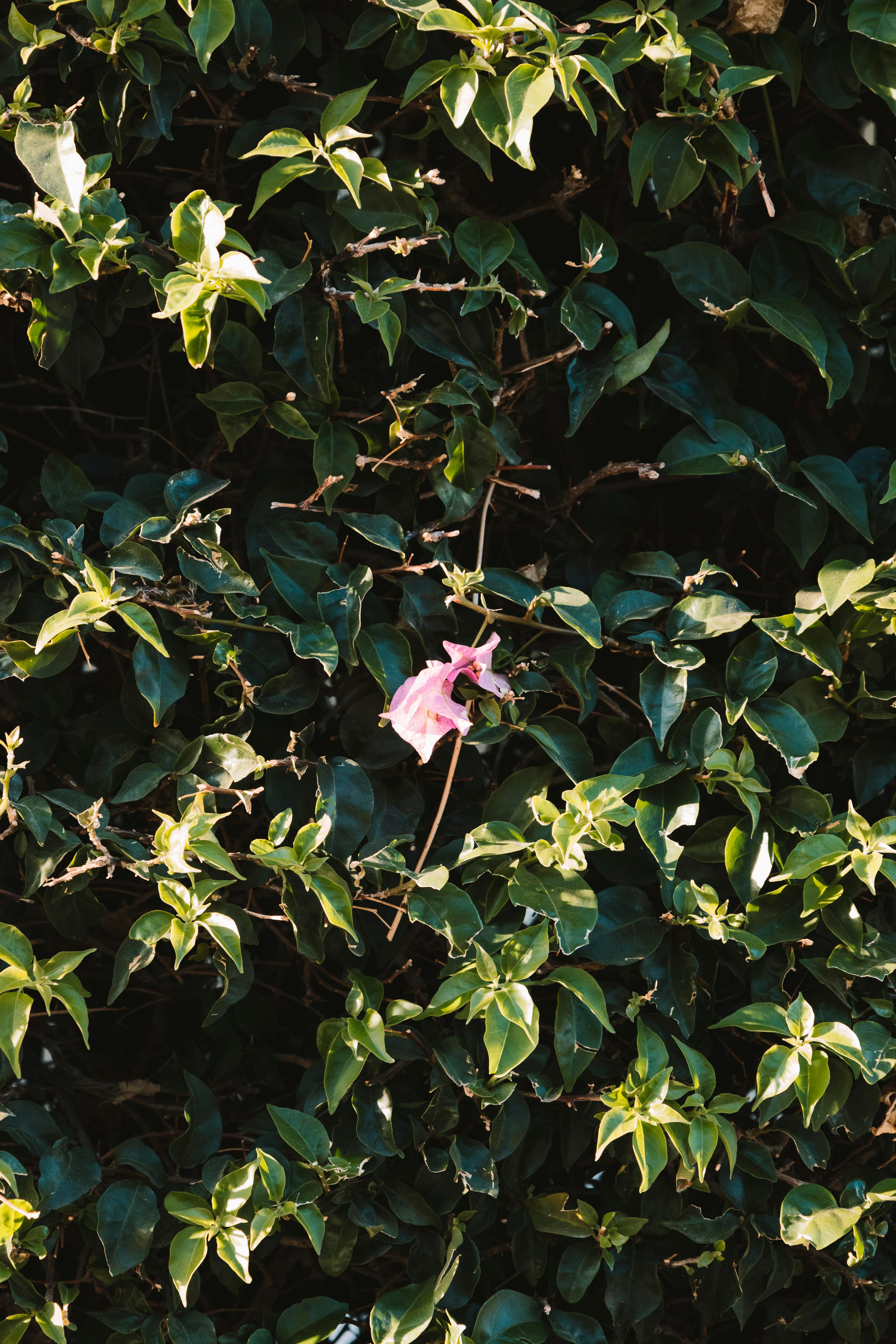 Close-up of a Green Leaves of a Shrub · Free Stock Photo