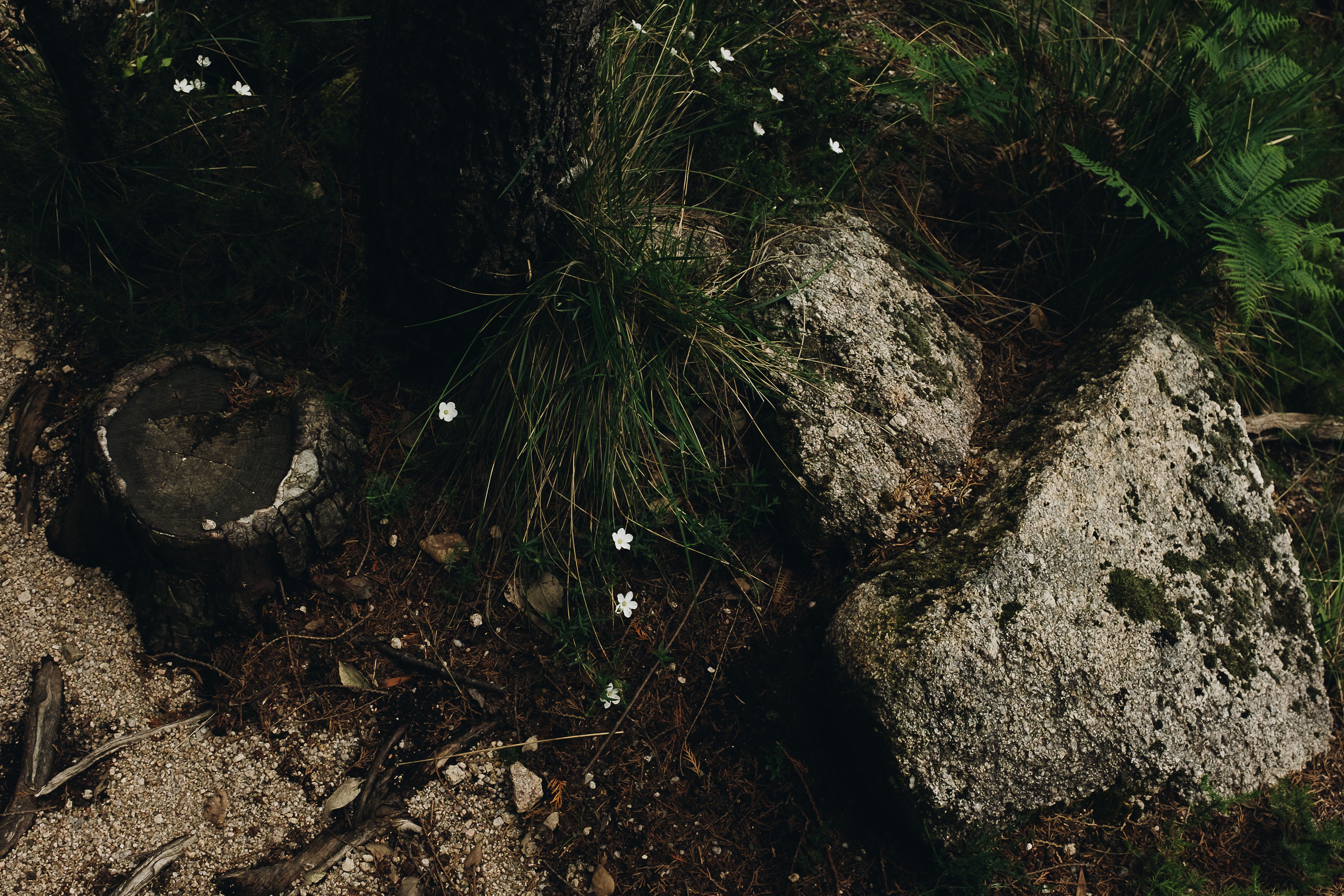 Close-up of the Ground in the Forest · Free Stock Photo