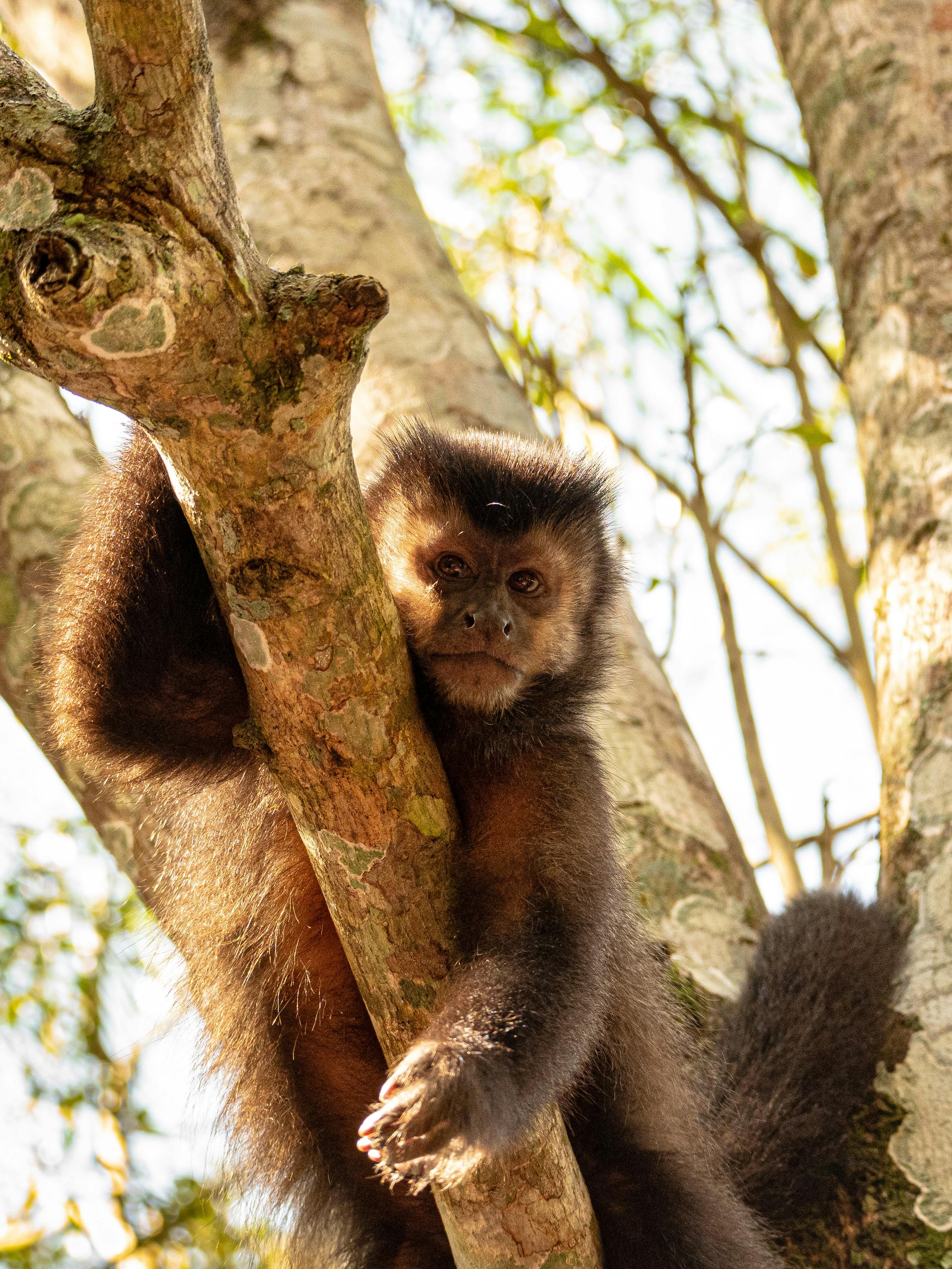 Capuchin Monkey Photos, Download The BEST Free Capuchin Monkey Stock ...