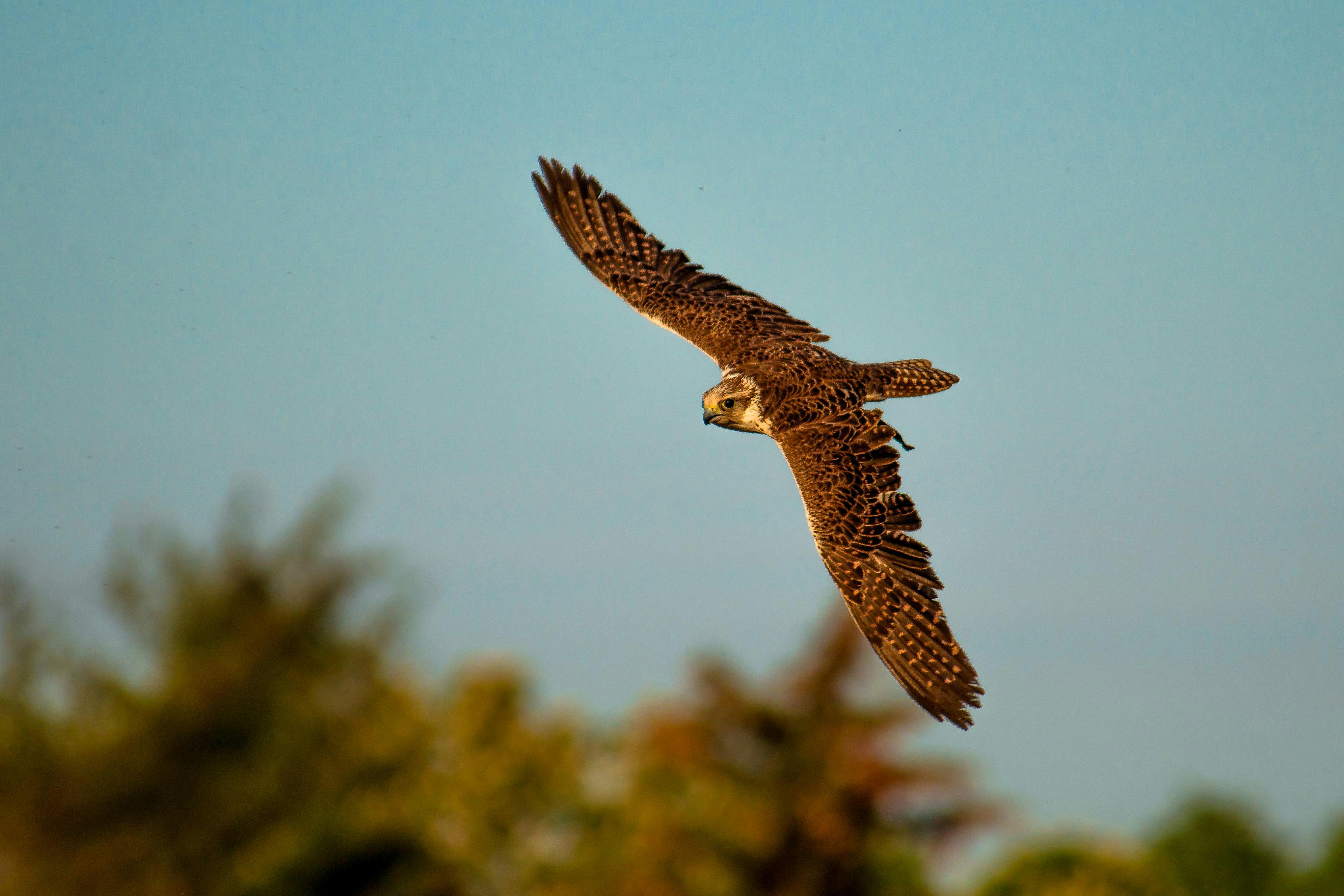 Flying Hawk in Close Up · Free Stock Photo