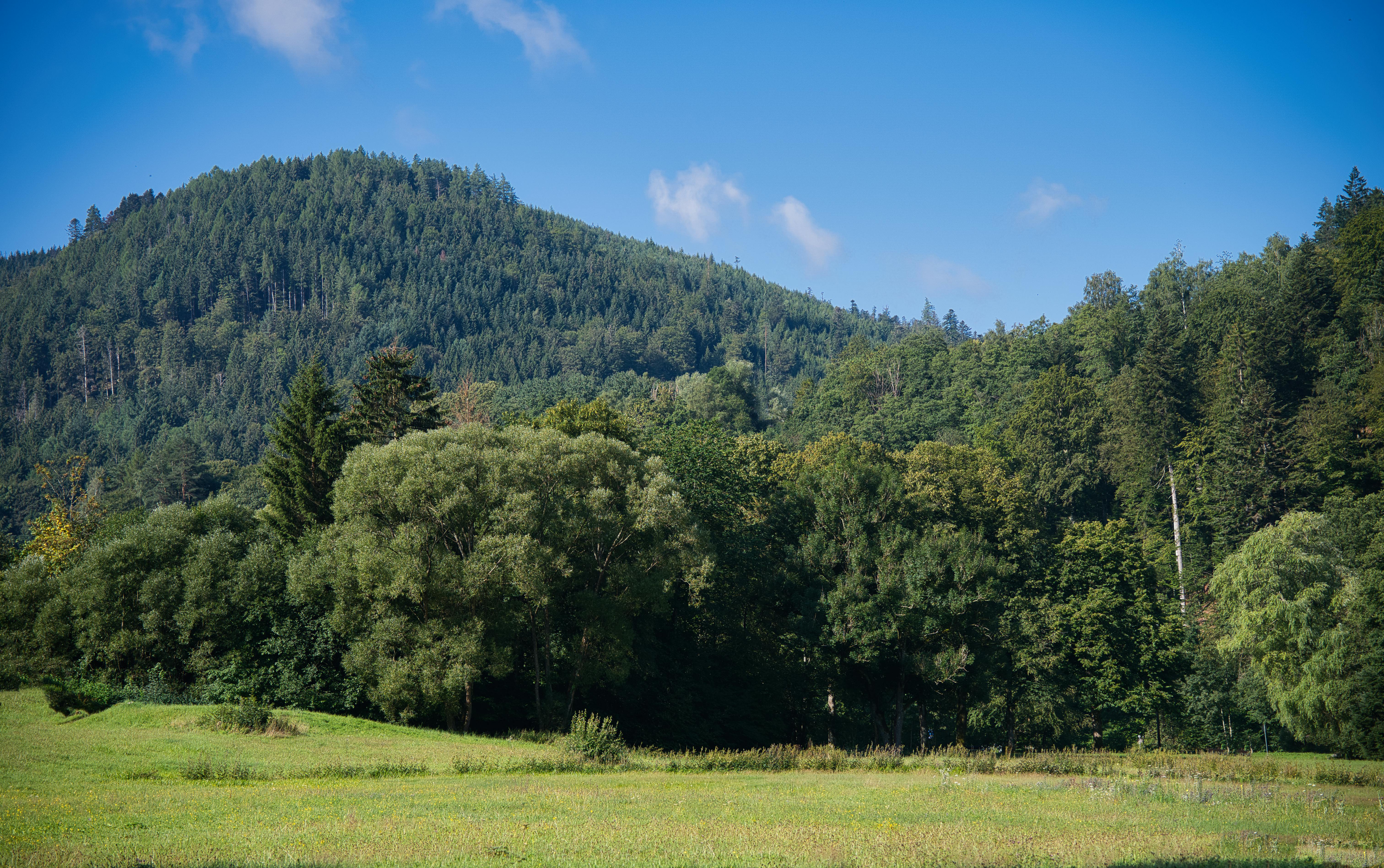 A Grass Field and Forest Covering a Mountain · Free Stock Photo