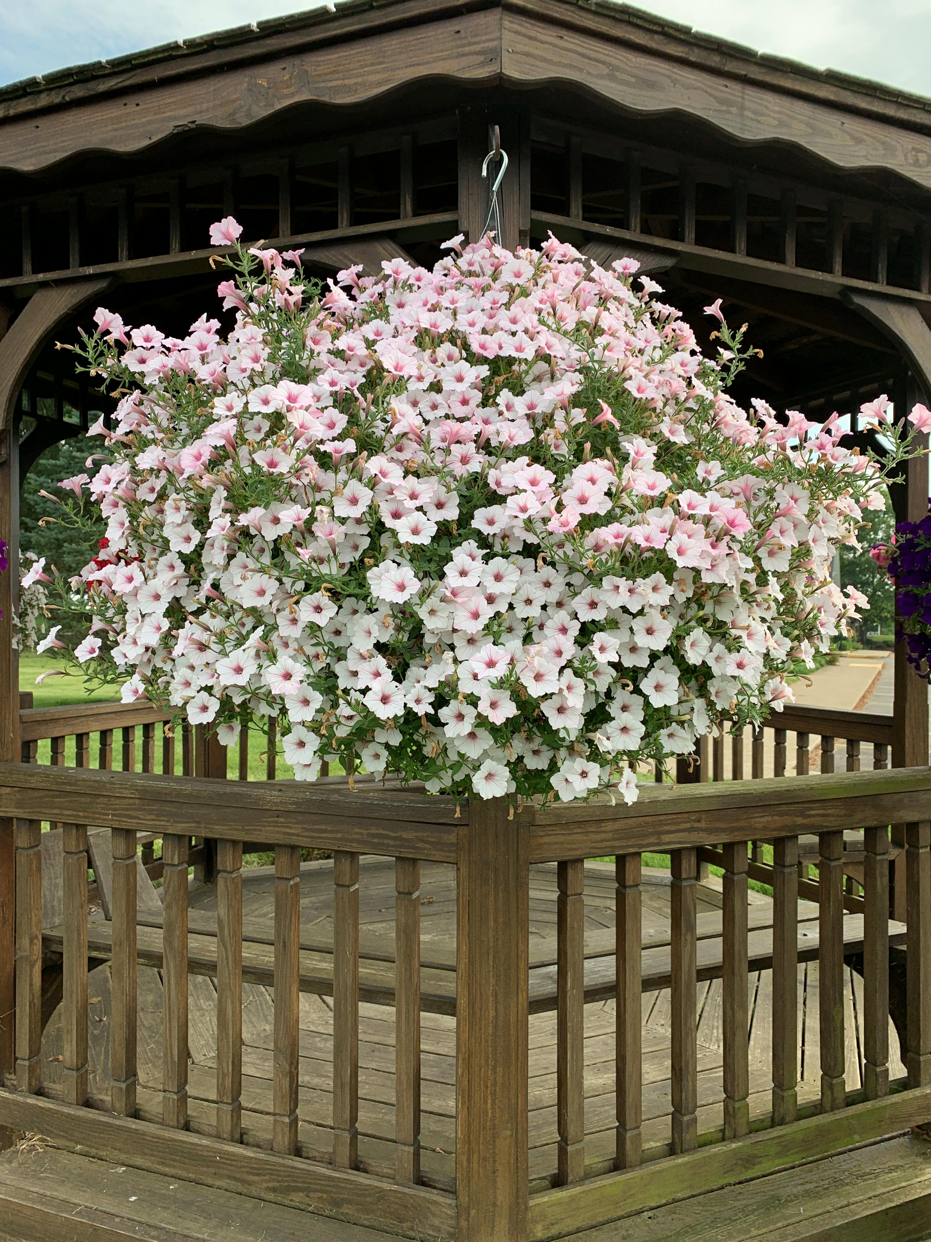 Leslie Saunders - 摄影