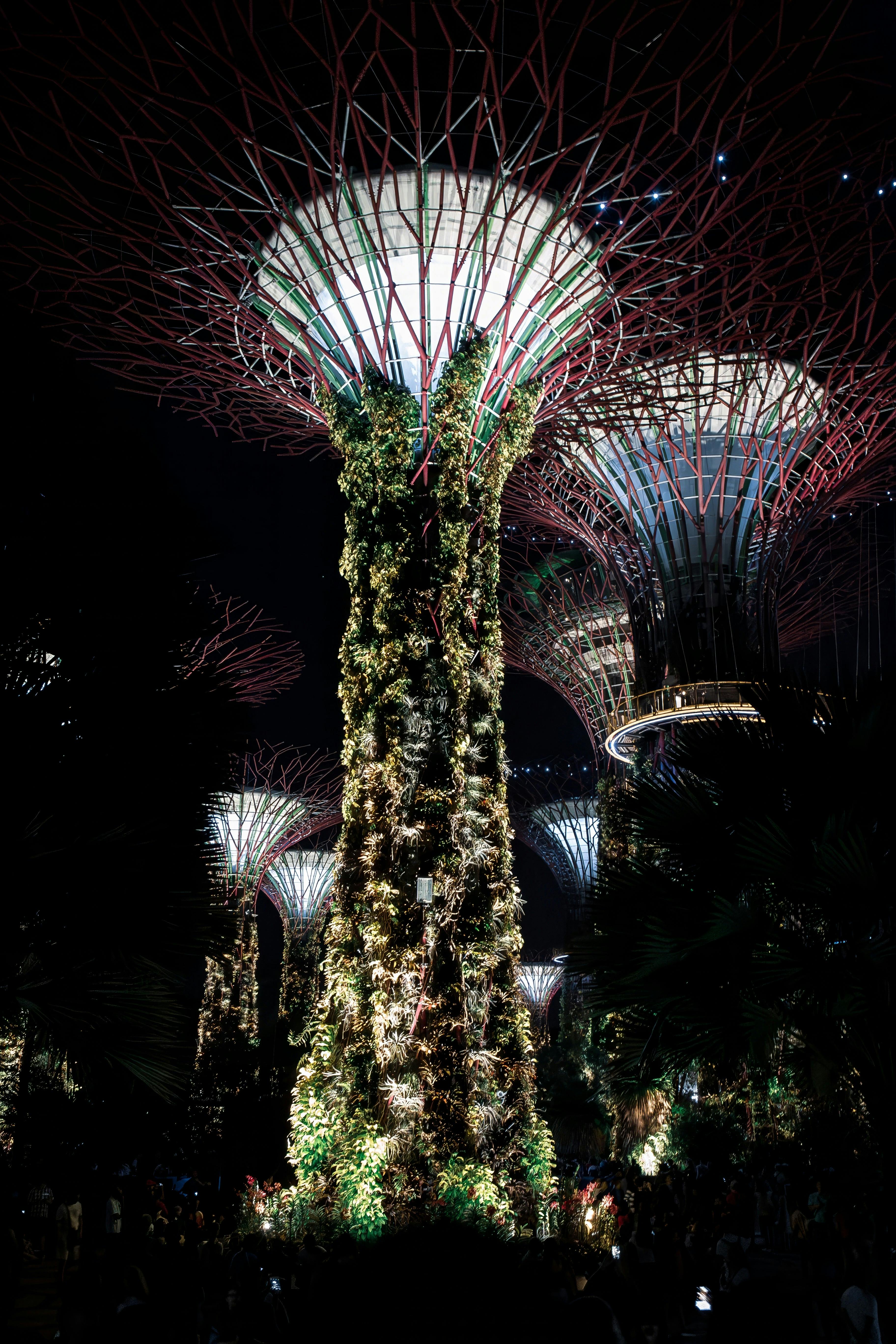 Supertree Grove · Free Stock Photo