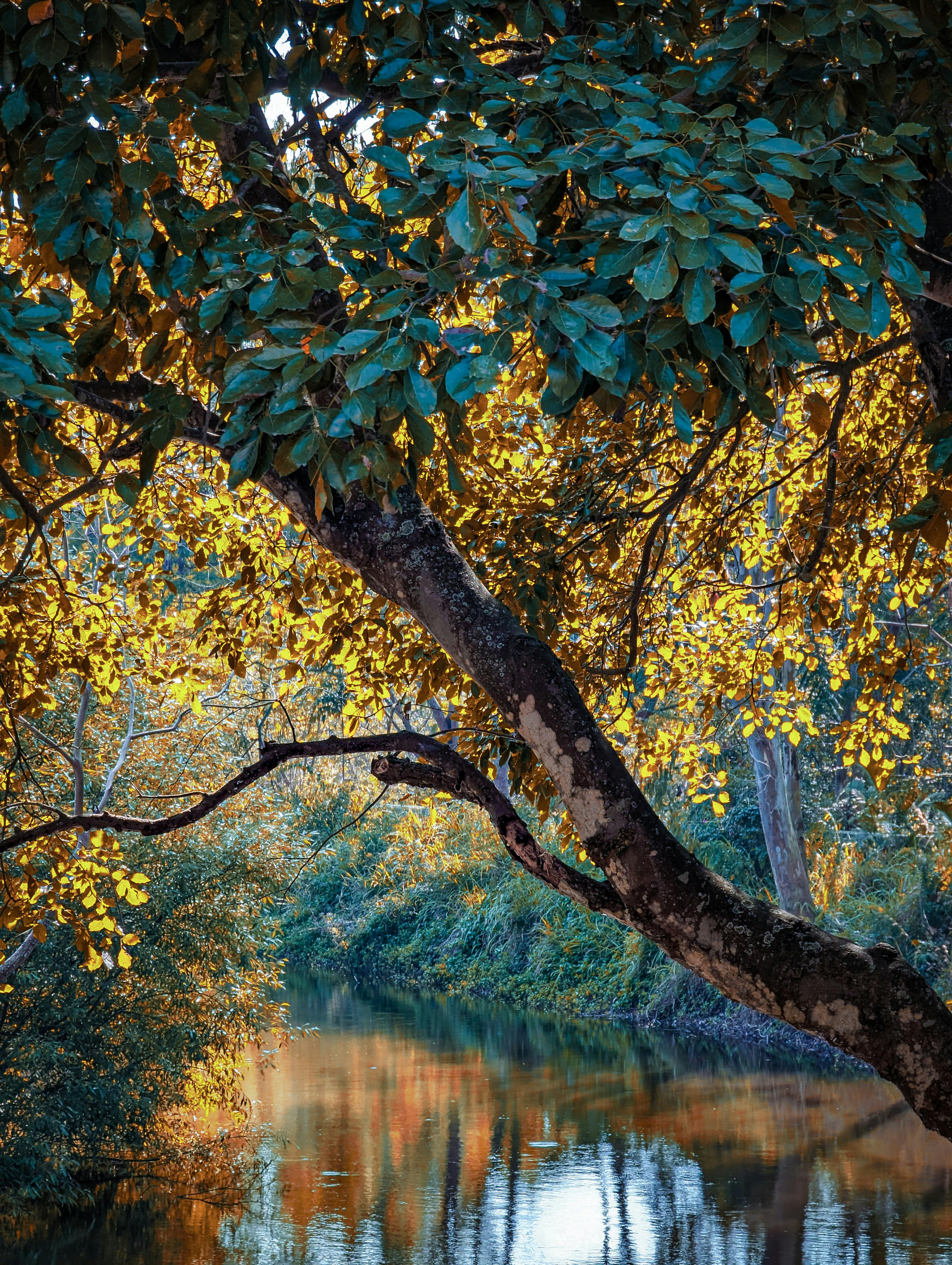 Tree Growing Over the River · Free Stock Photo