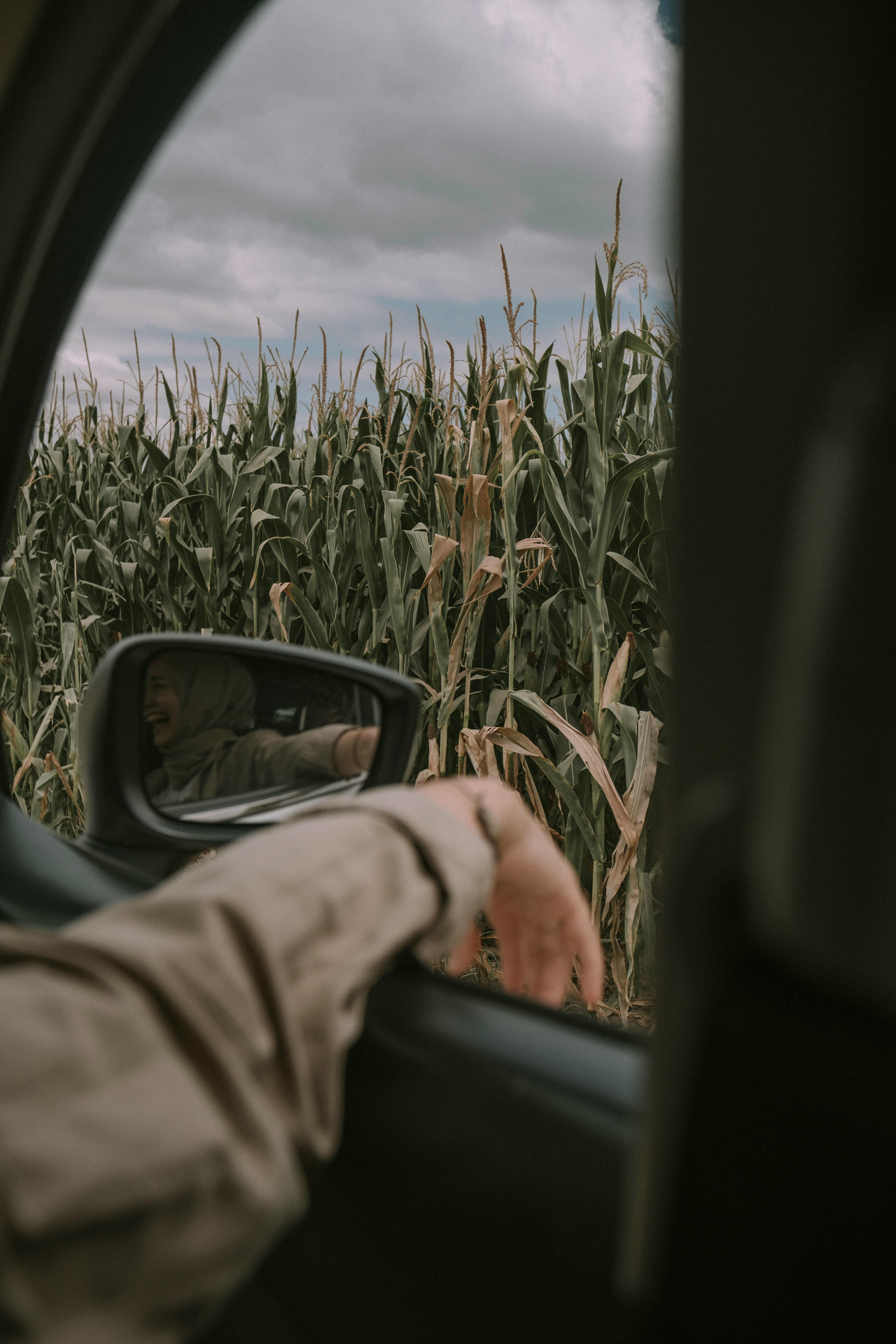 Corn Field on a Foggy Day · Free Stock Photo