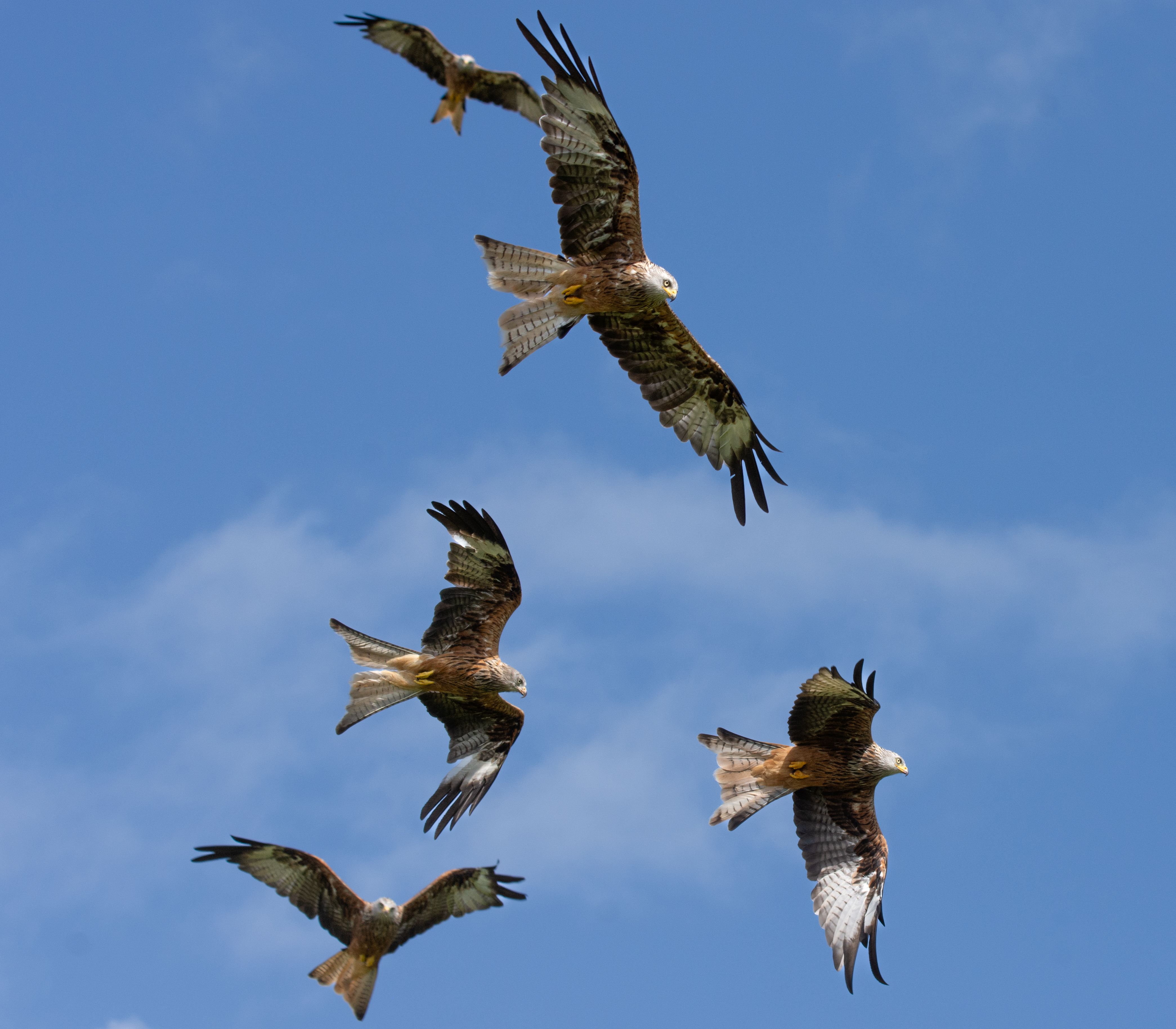 Low Angle Shot of Birds in Flight · Free Stock Photo